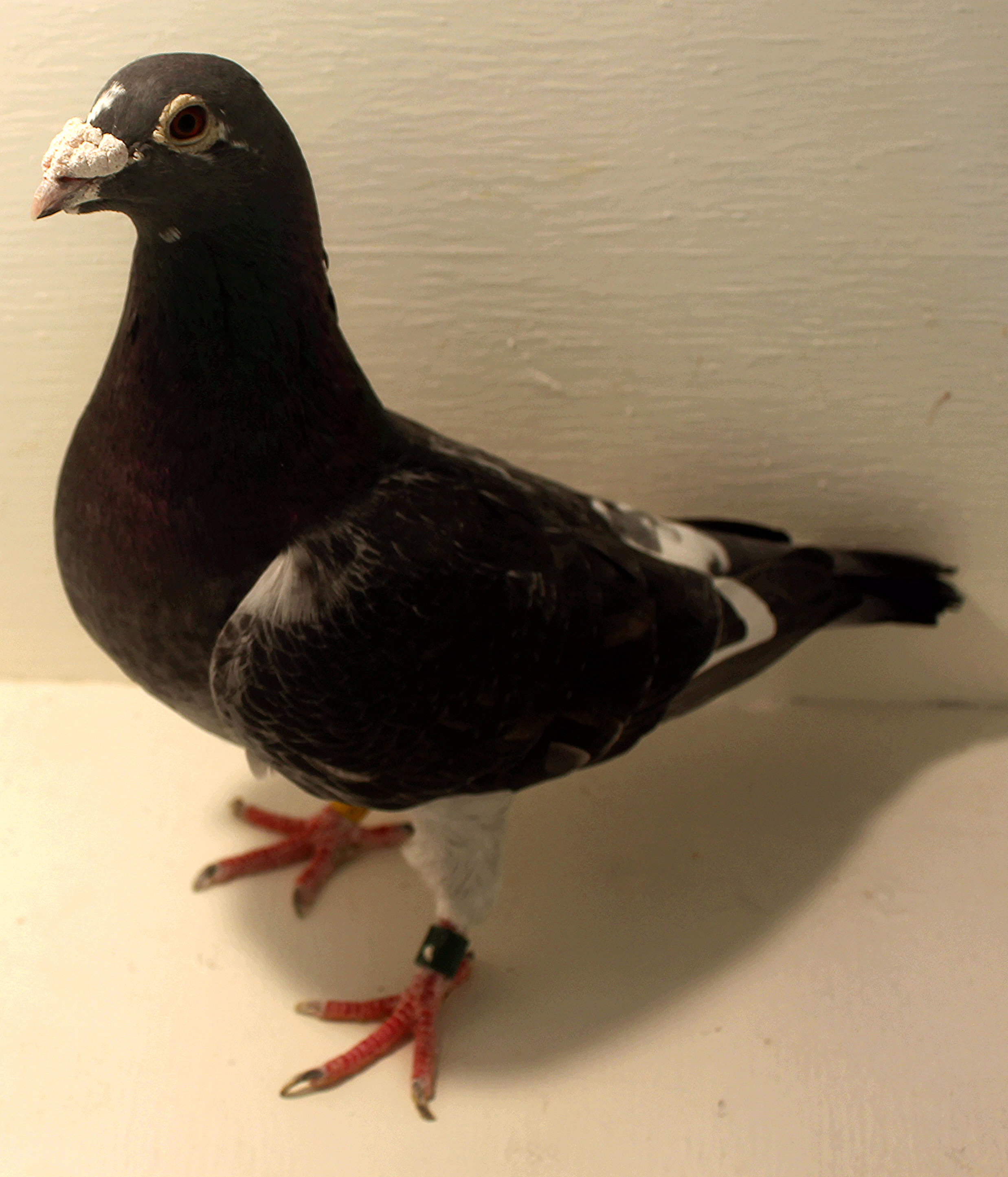 ClayHaven Farms | Racing Pigeons | Pure Paul Sions | Pure Hansennes