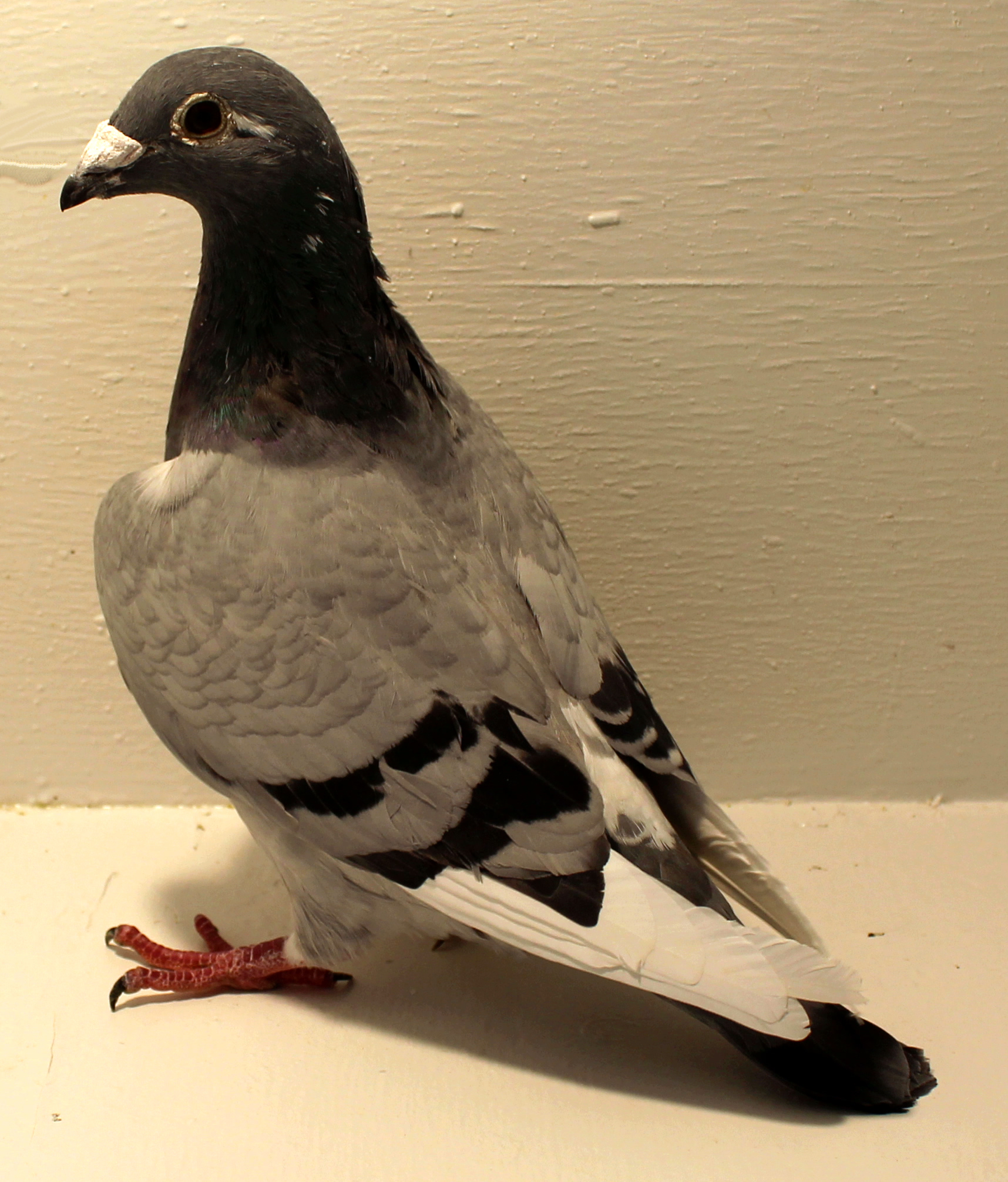ClayHaven Farms | Racing Pigeons | Pure Paul Sions | Pure Hansennes
