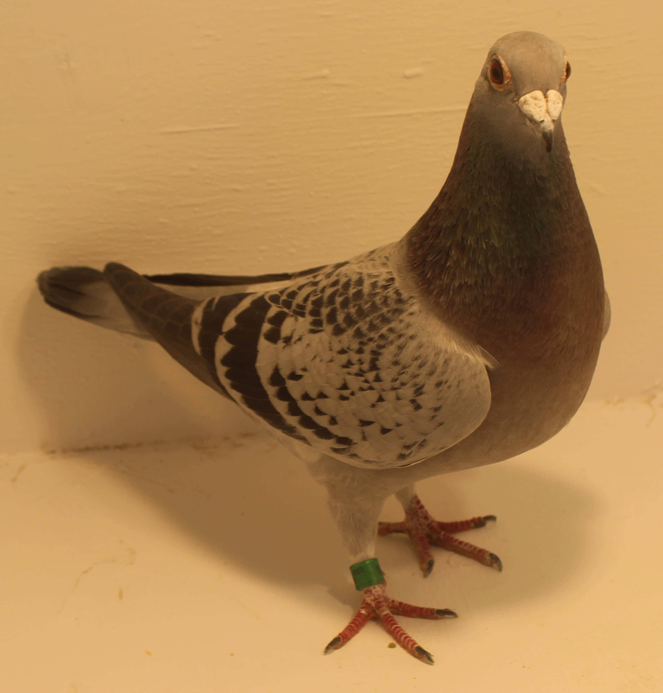 ClayHaven Farms | Racing Pigeons | Pure Paul Sions | Pure Hansennes