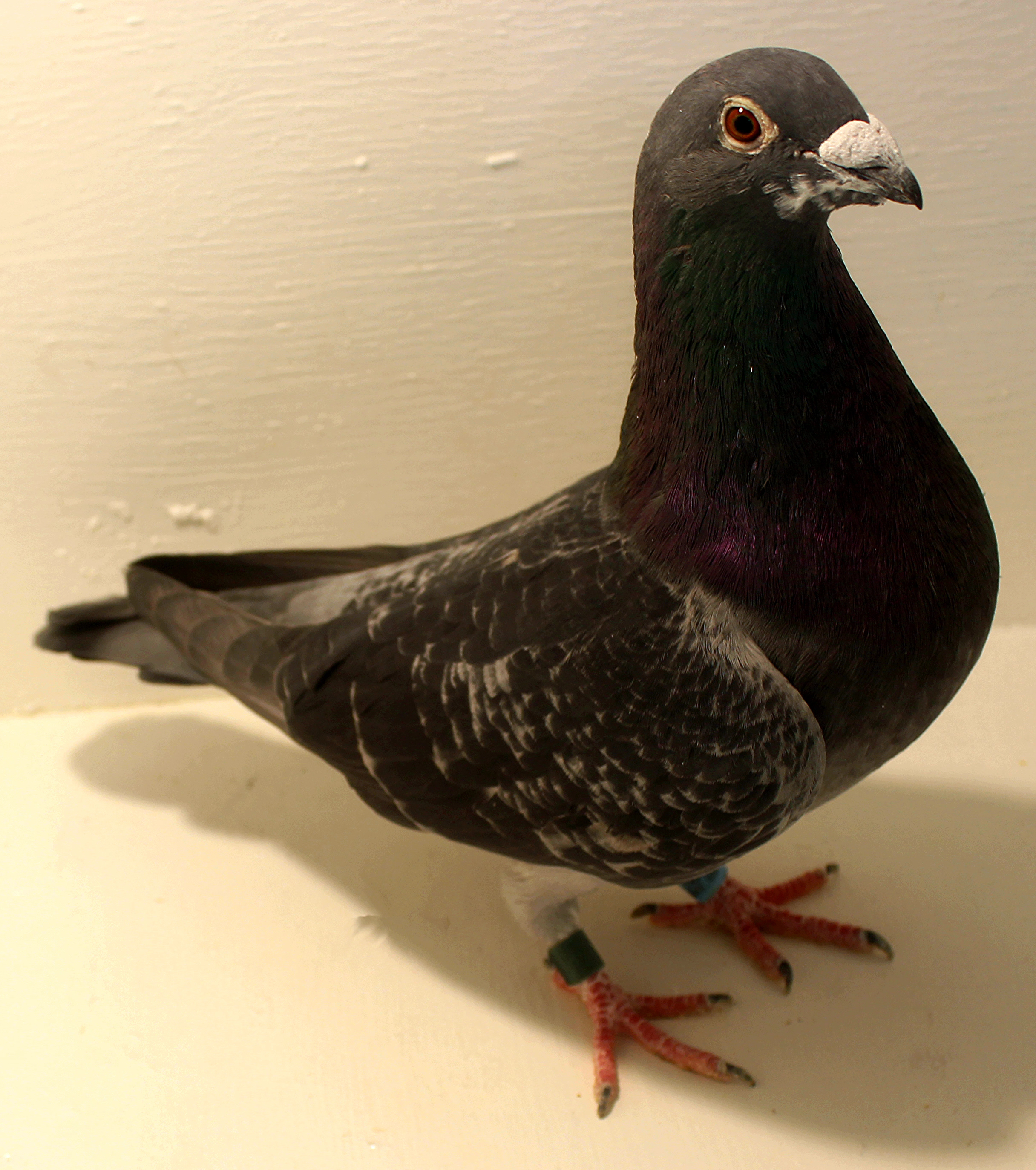 ClayHaven Farms | Racing Pigeons | Pure Paul Sions | Pure Hansennes