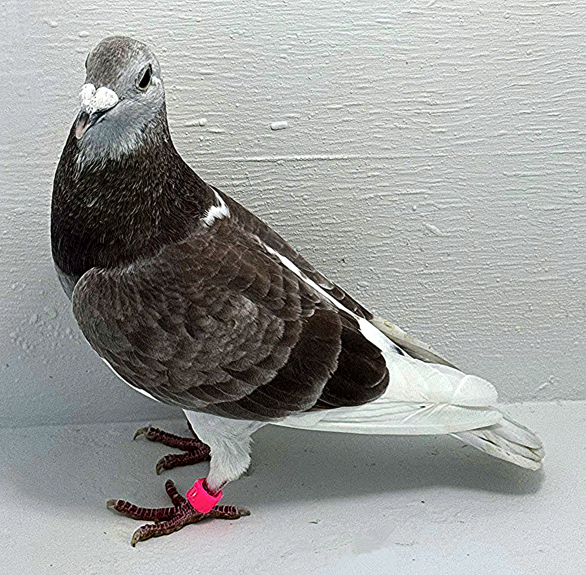 ClayHaven Farms | Racing Pigeons | Pure Paul Sions | Pure Hansennes