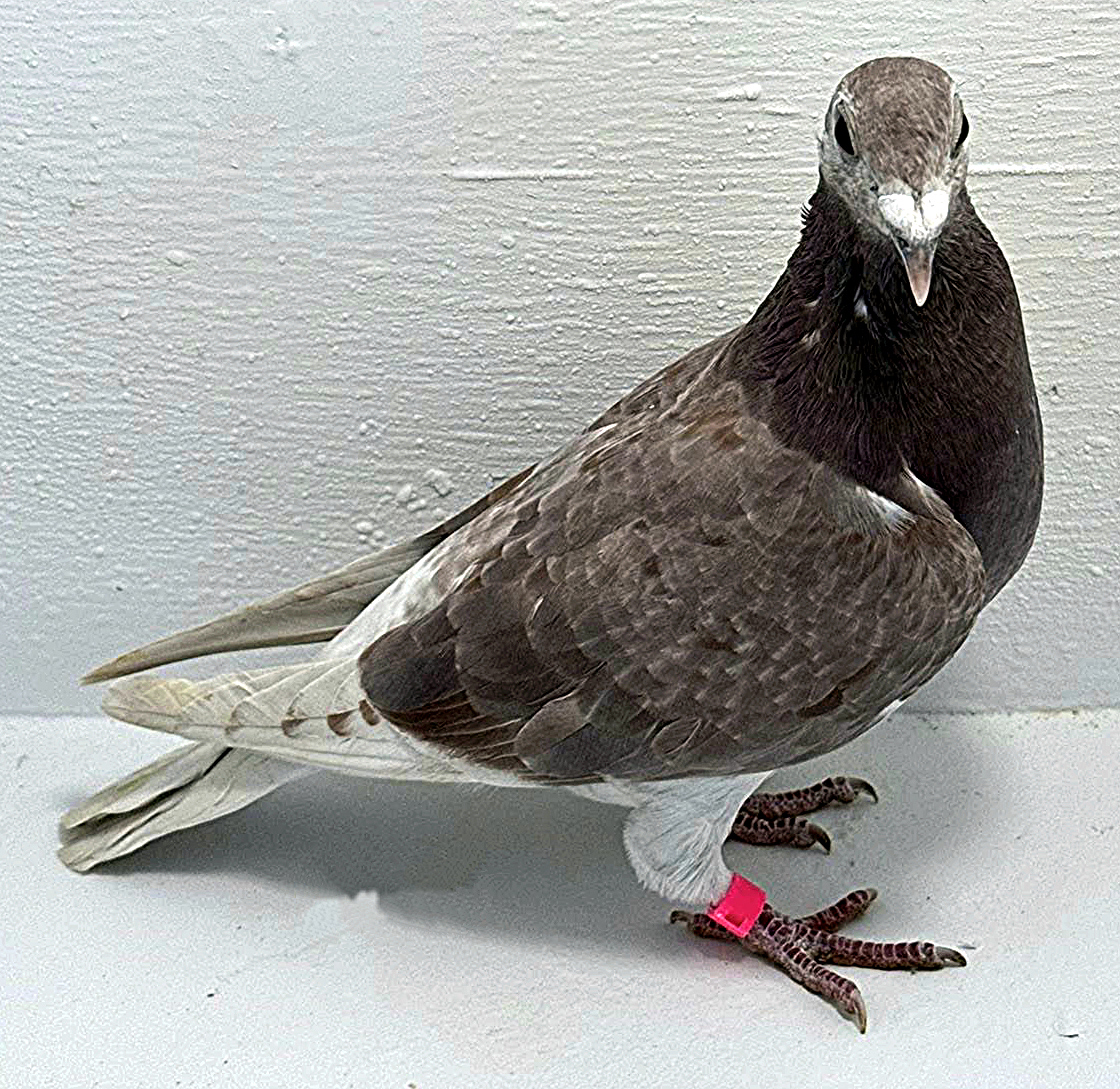ClayHaven Farms | Racing Pigeons | Pure Paul Sions | Pure Hansennes