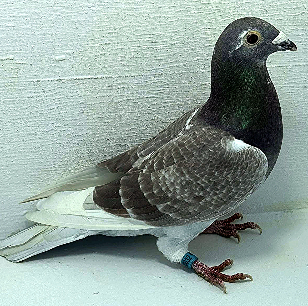 ClayHaven Farms | Racing Pigeons | Pure Paul Sions | Pure Hansennes
