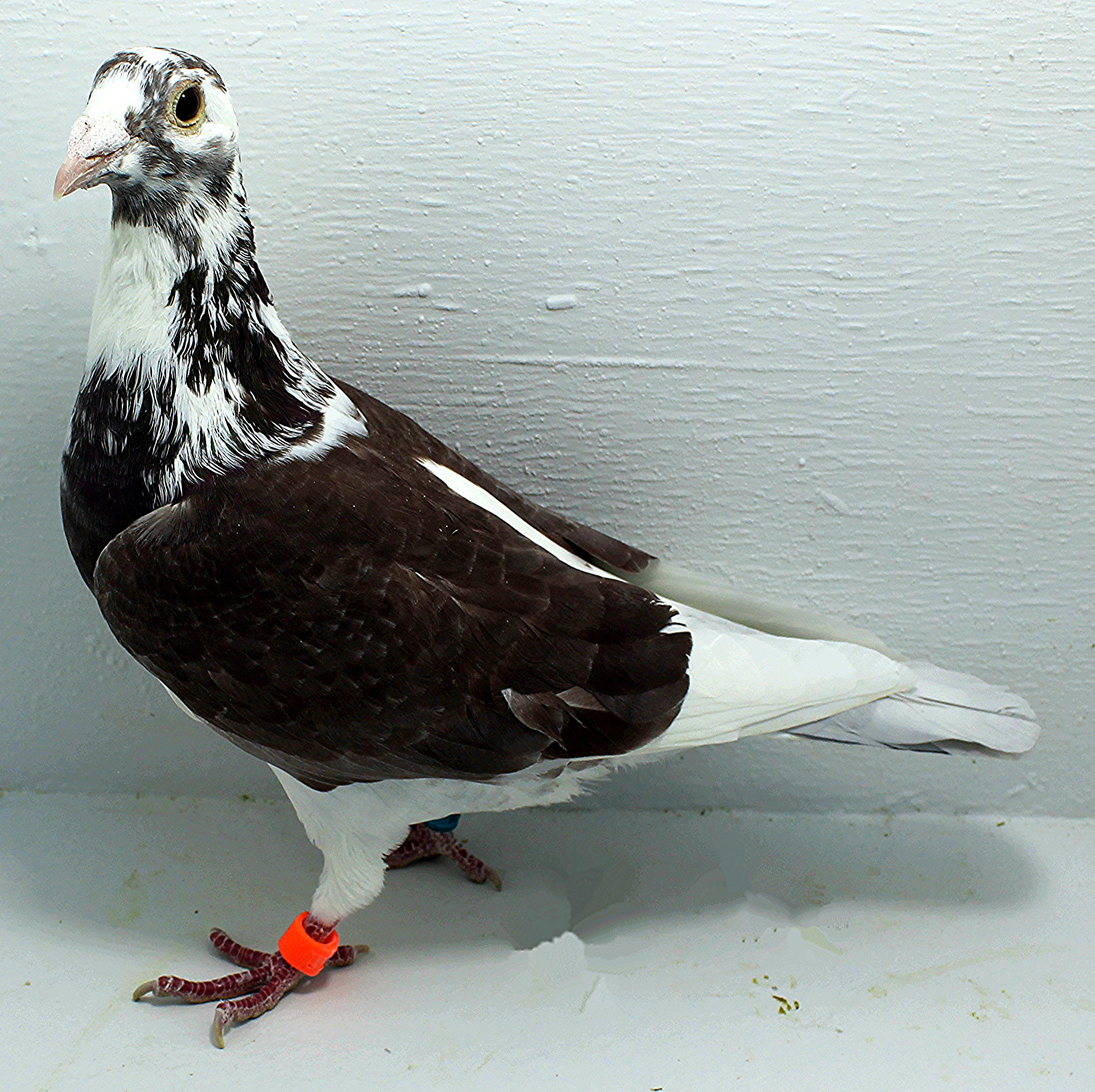 ClayHaven Farms | Racing Pigeons | Pure Paul Sions | Pure Hansennes