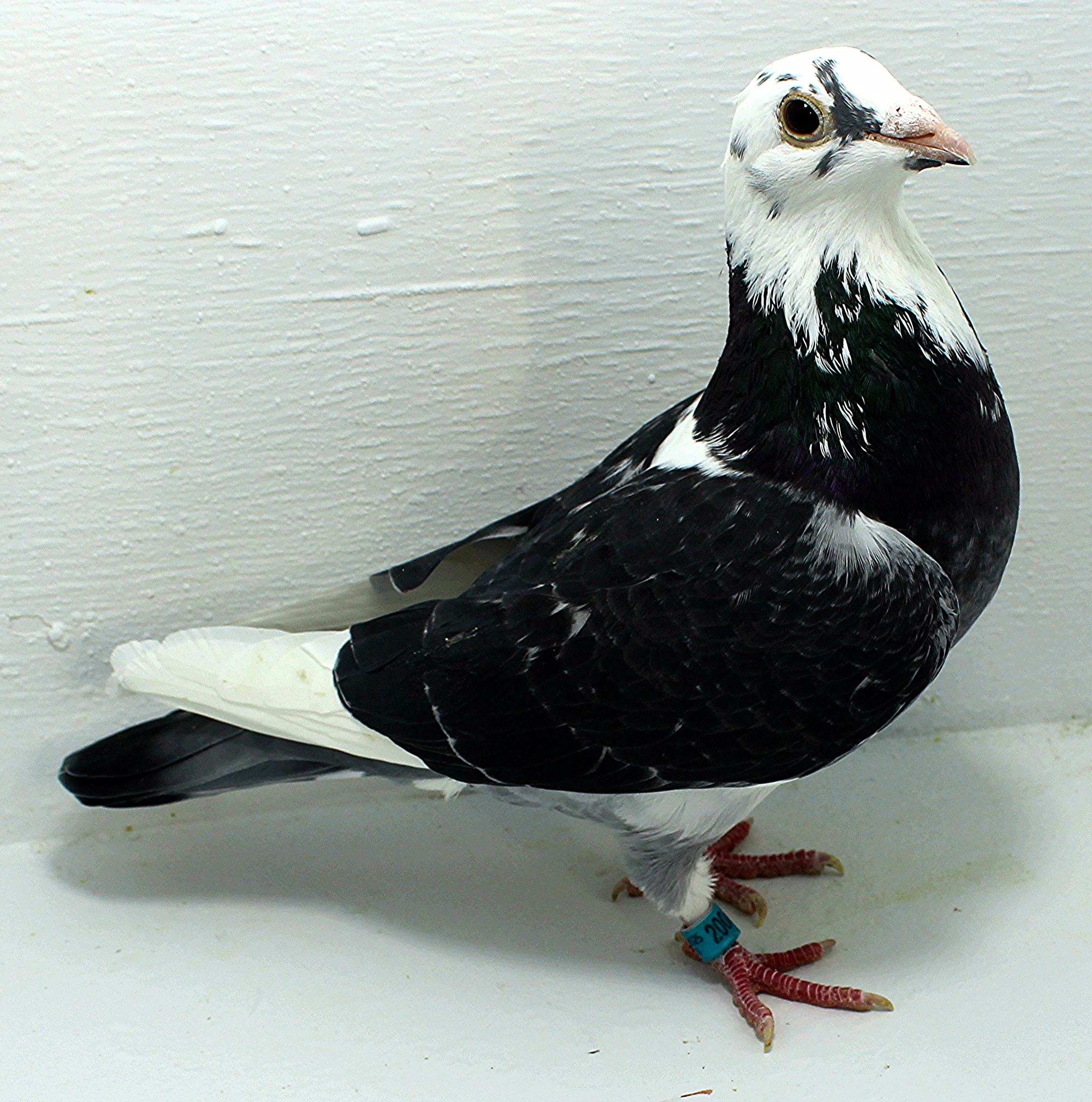 ClayHaven Farms | Racing Pigeons | Pure Paul Sions | Pure Hansennes