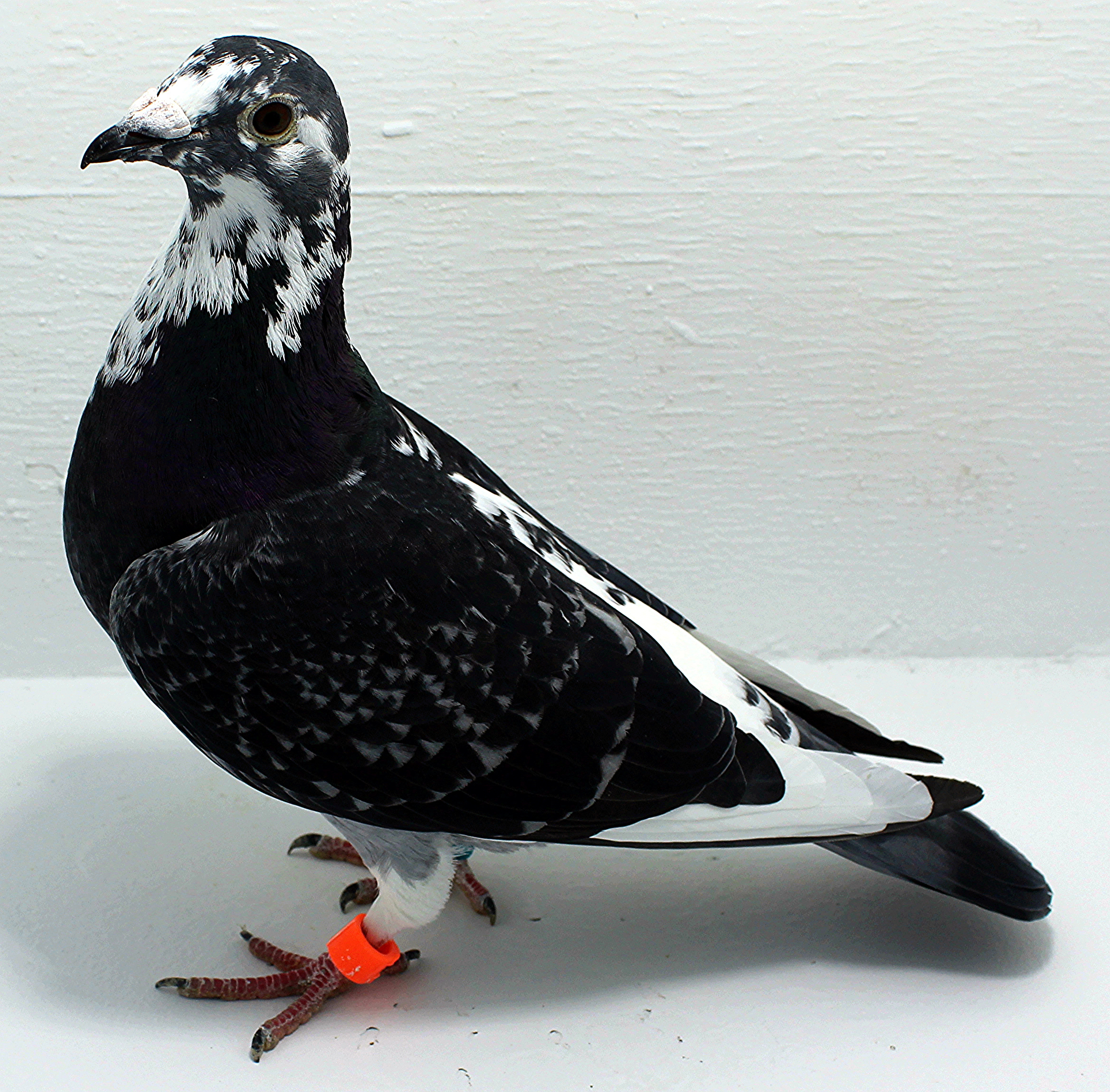 ClayHaven Farms | Racing Pigeons | Pure Paul Sions | Pure Hansennes