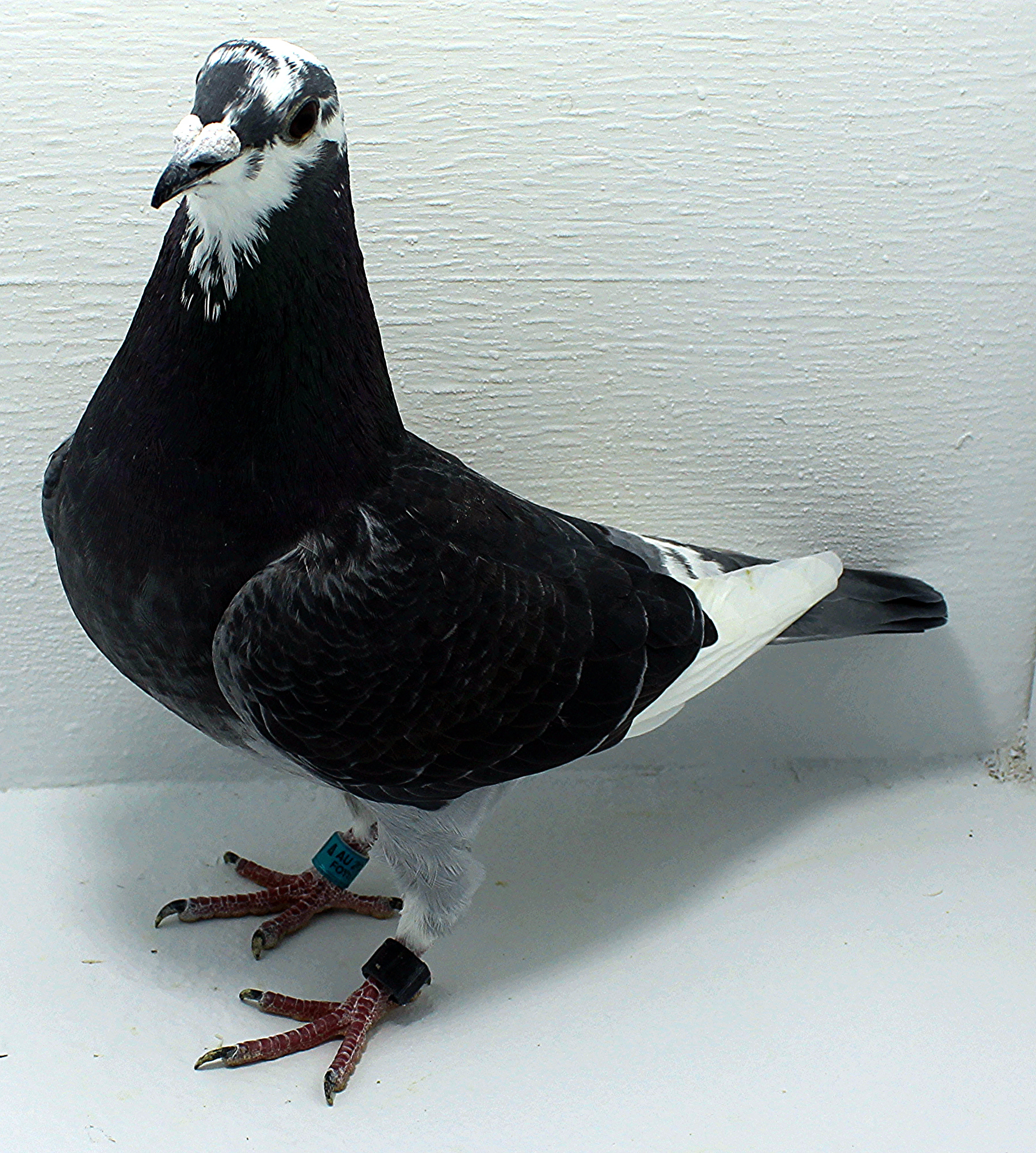 ClayHaven Farms | Racing Pigeons | Pure Paul Sions | Pure Hansennes