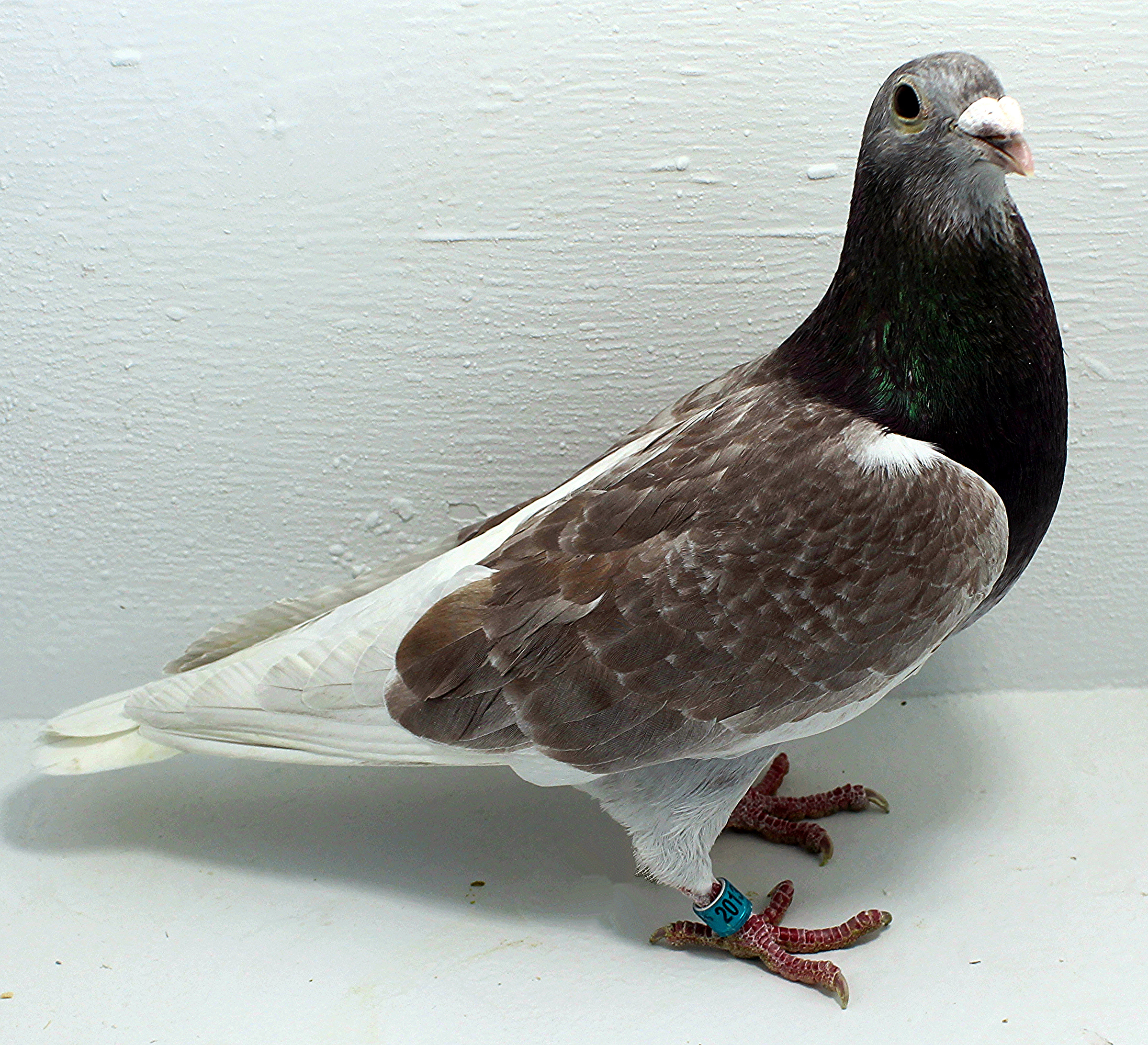 ClayHaven Farms | Racing Pigeons | Pure Paul Sions | Pure Hansennes