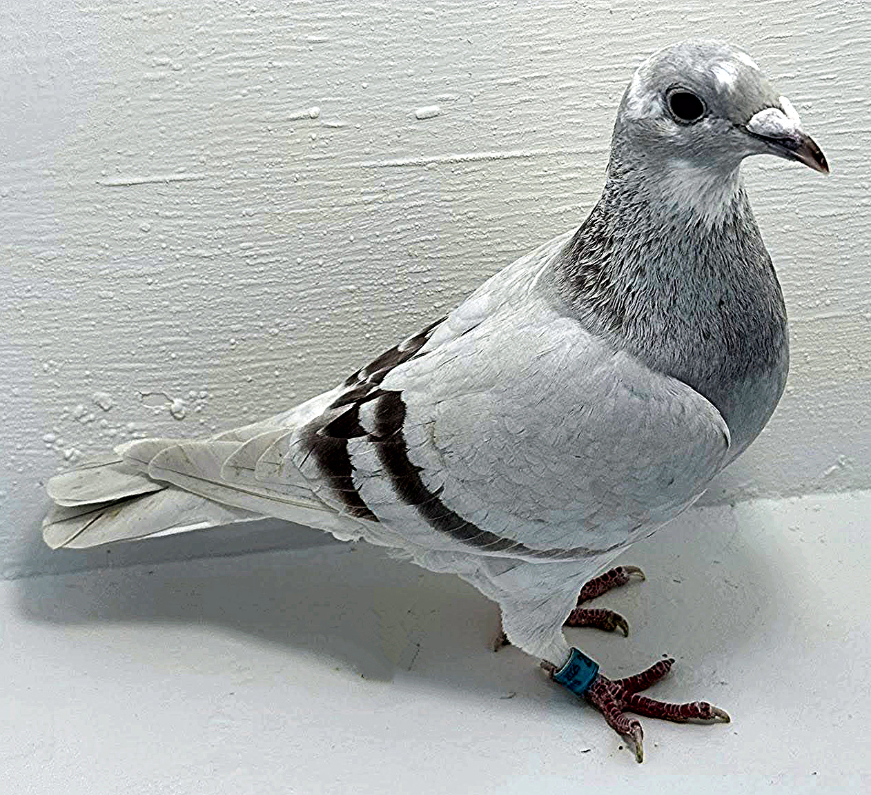 ClayHaven Farms | Racing Pigeons | Pure Paul Sions | Pure Hansennes