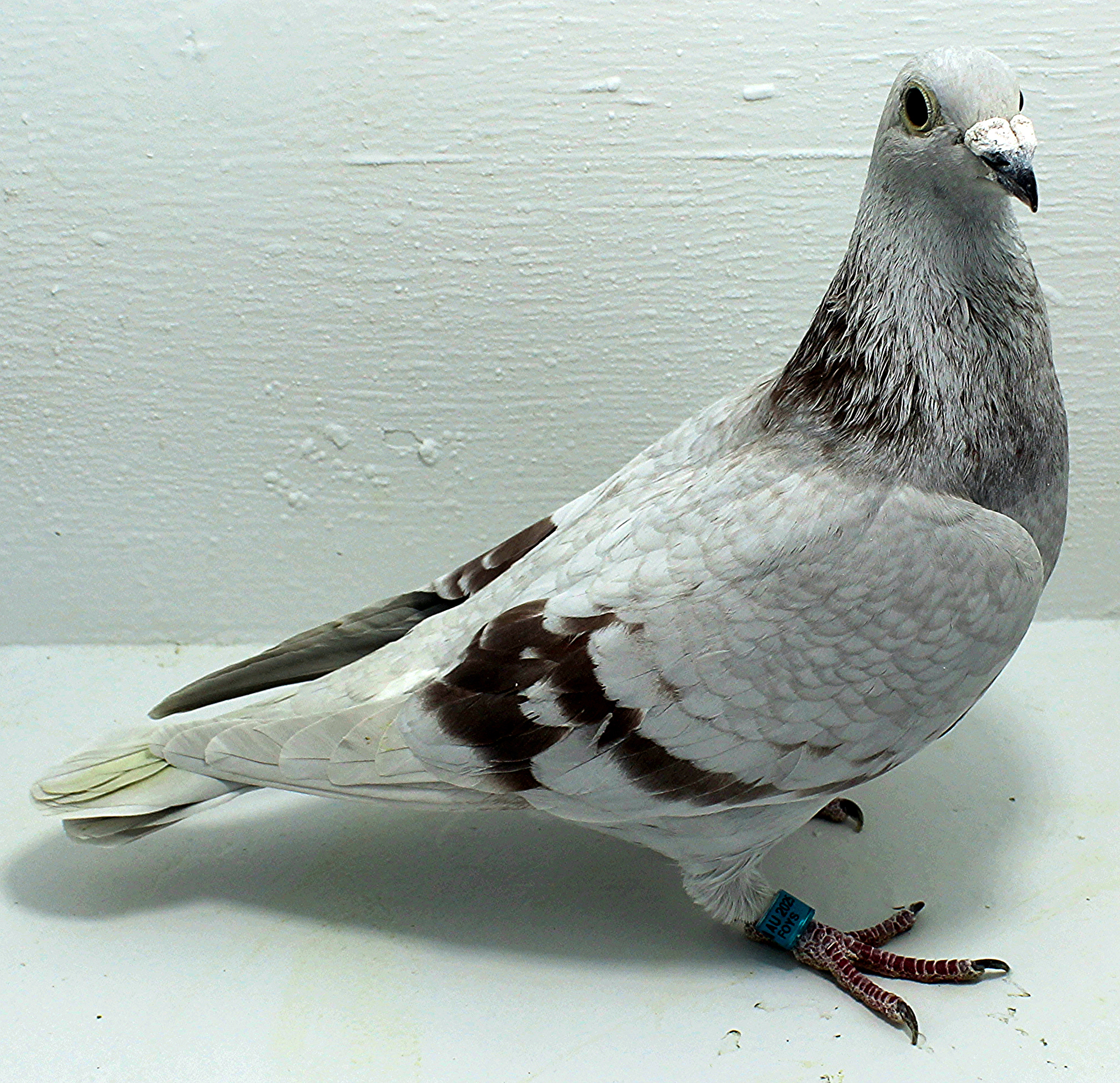 ClayHaven Farms | Racing Pigeons | Pure Paul Sions | Pure Hansennes