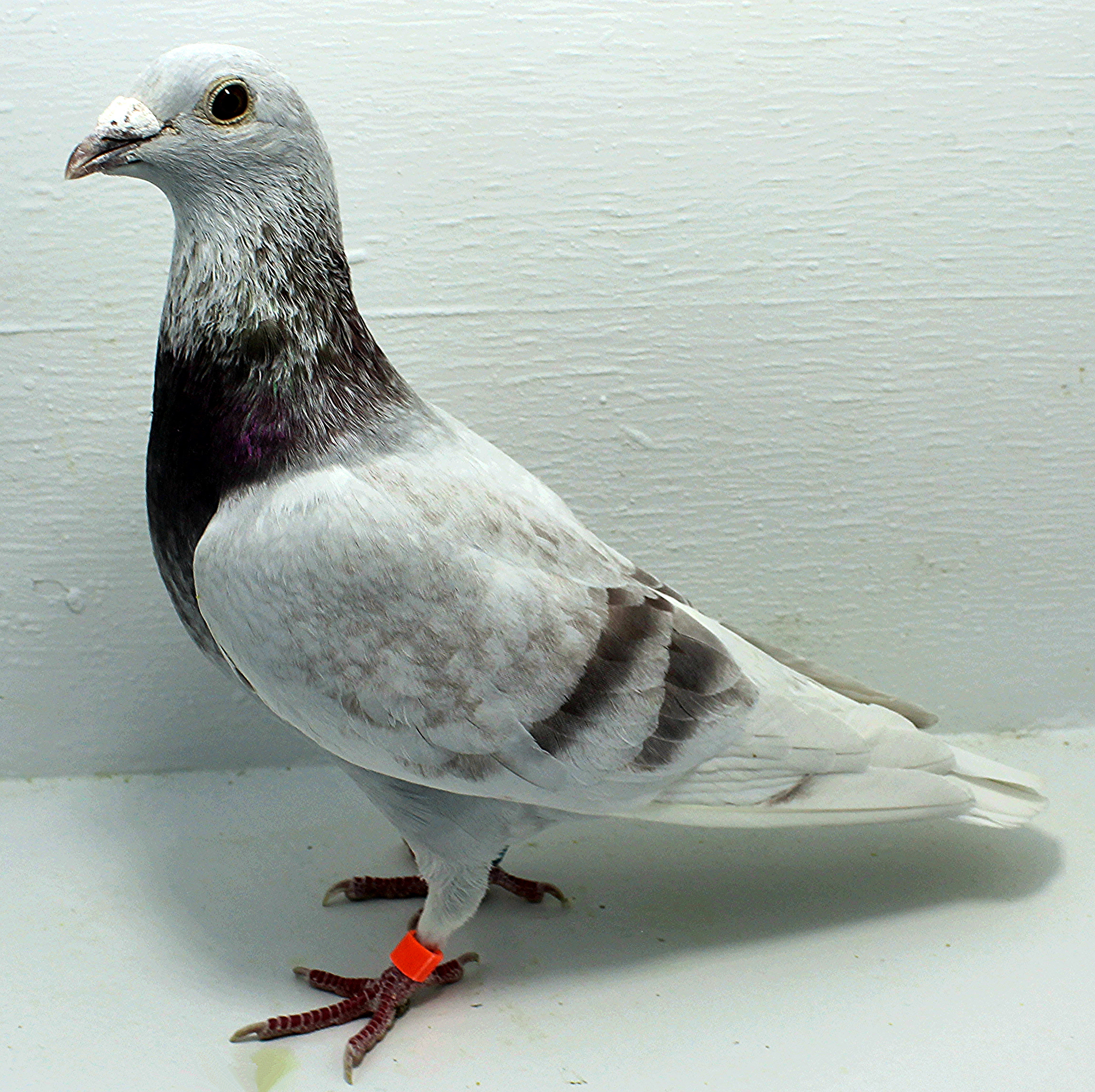 ClayHaven Farms | Racing Pigeons | Pure Paul Sions | Pure Hansennes