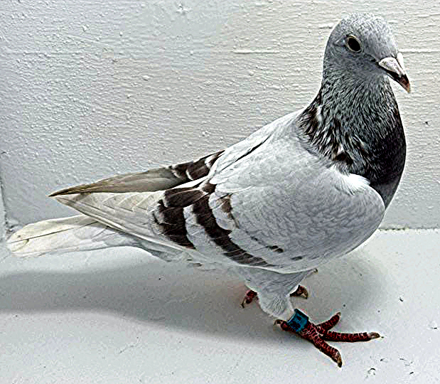 ClayHaven Farms | Racing Pigeons | Pure Paul Sions | Pure Hansennes