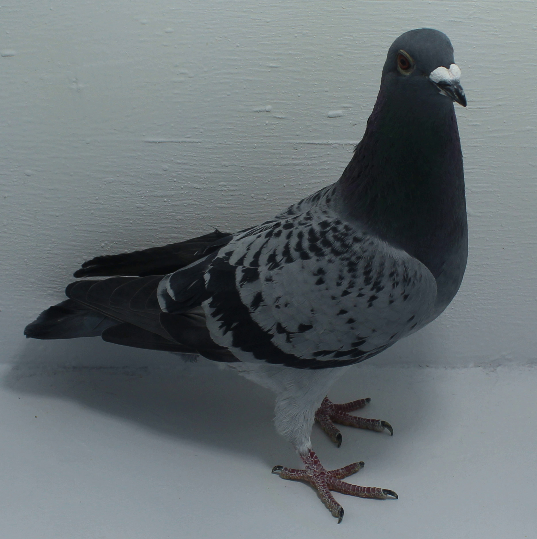 ClayHaven Farms | Racing Pigeons | Pure Paul Sions | Pure Hansennes