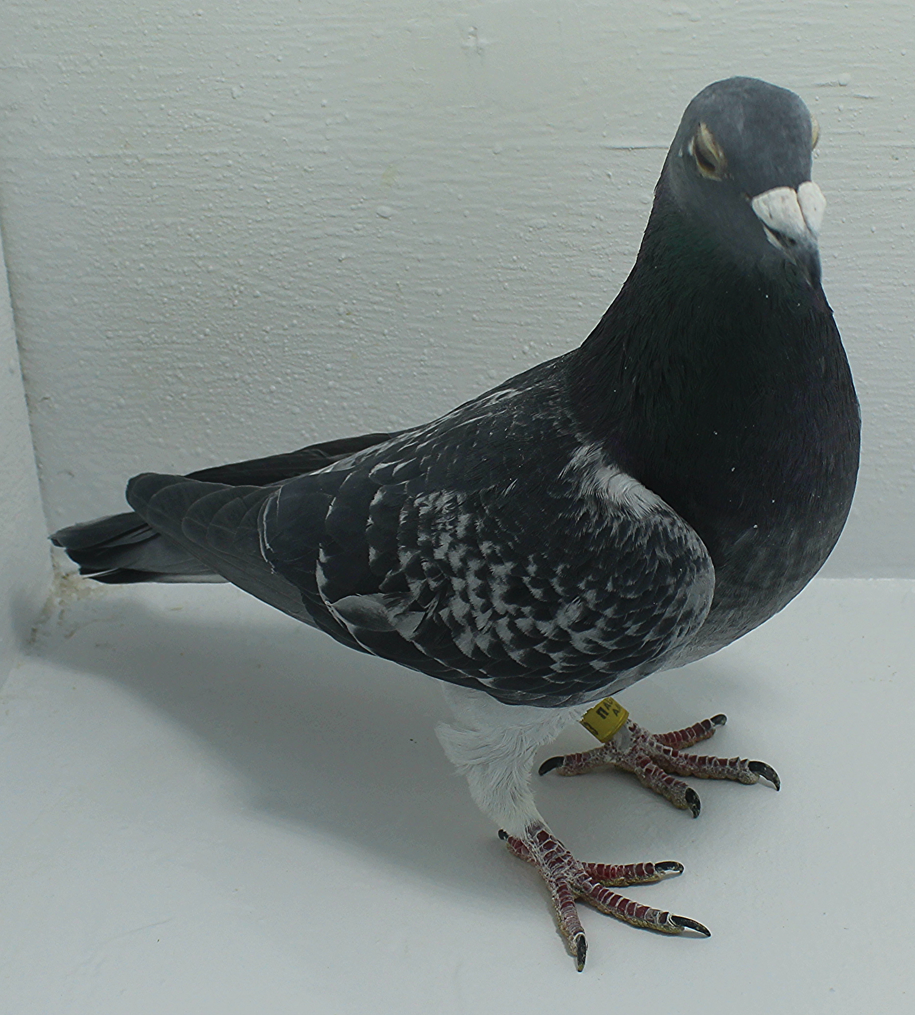 ClayHaven Farms | Racing Pigeons | Pure Paul Sions | Pure Hansennes