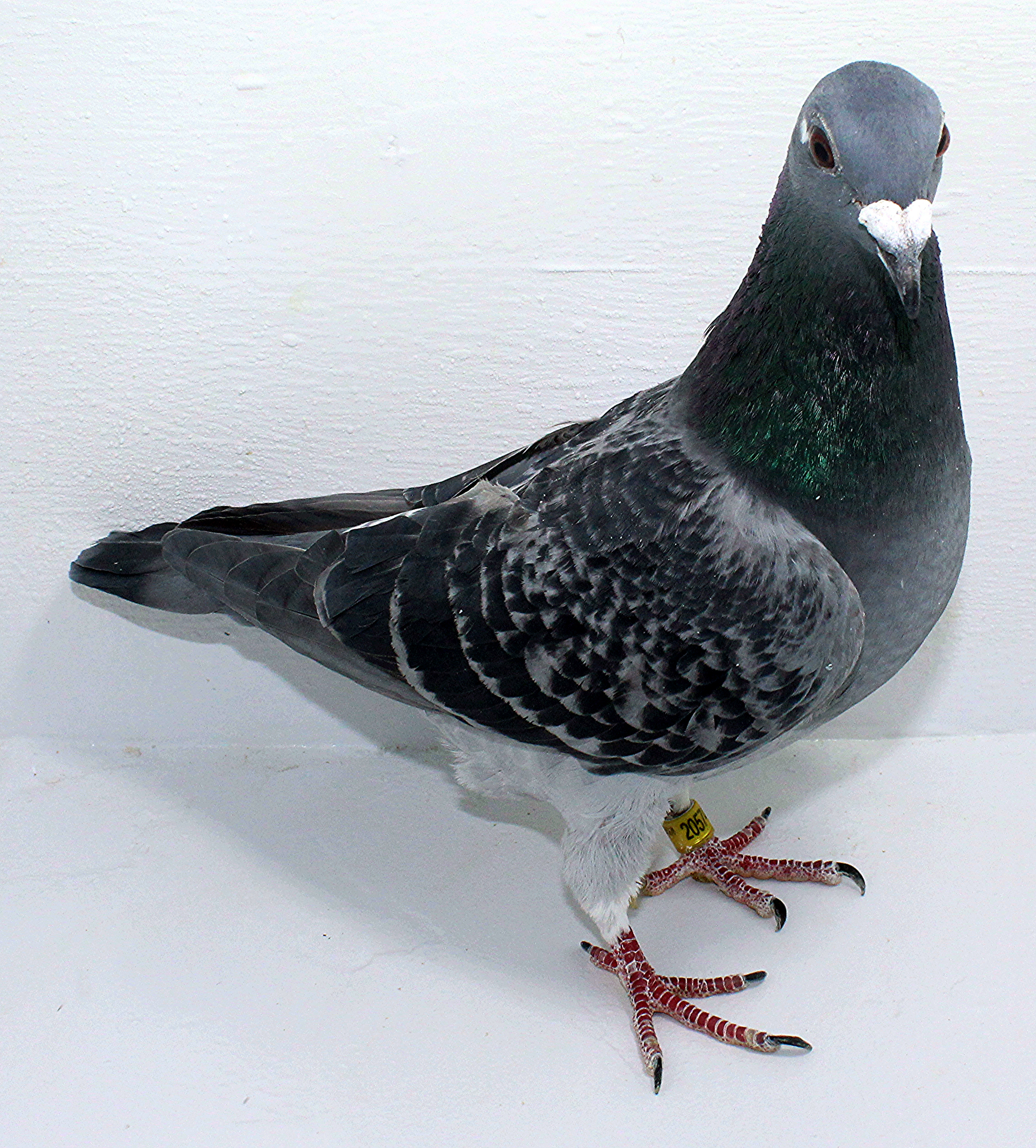 ClayHaven Farms | Racing Pigeons | Pure Paul Sions | Pure Hansennes