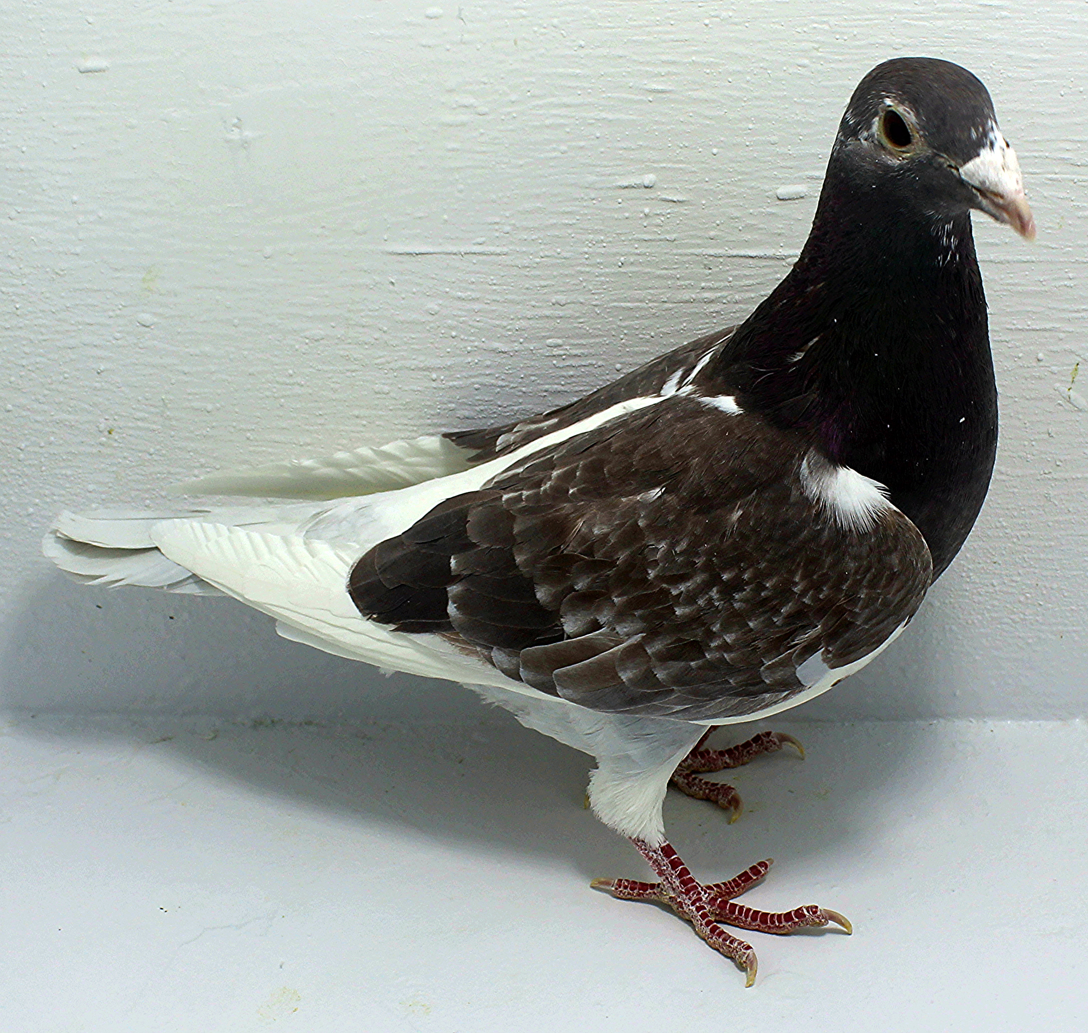 ClayHaven Farms | Racing Pigeons | Pure Paul Sions | Pure Hansennes