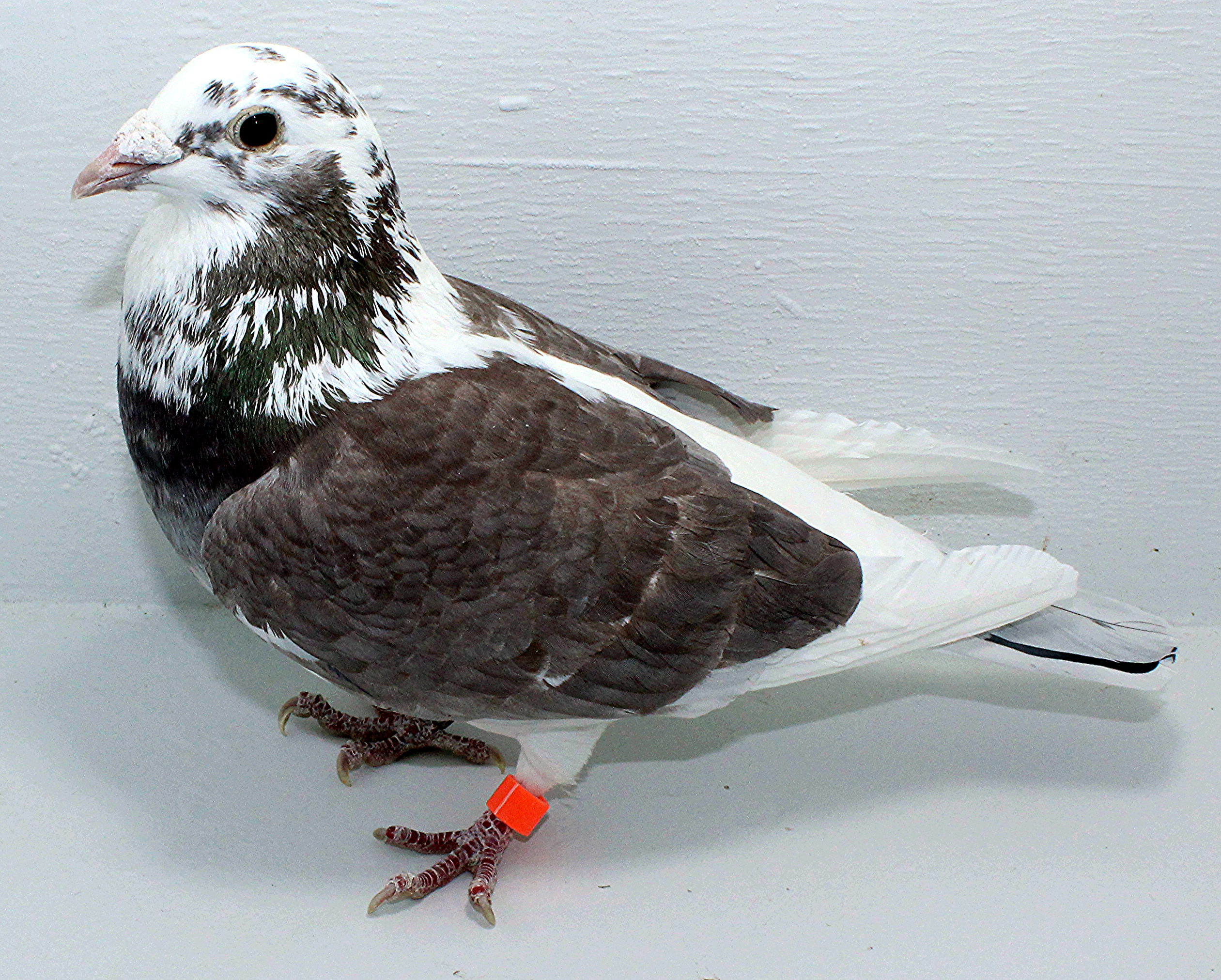 ClayHaven Farms | Racing Pigeons | Pure Paul Sions | Pure Hansennes