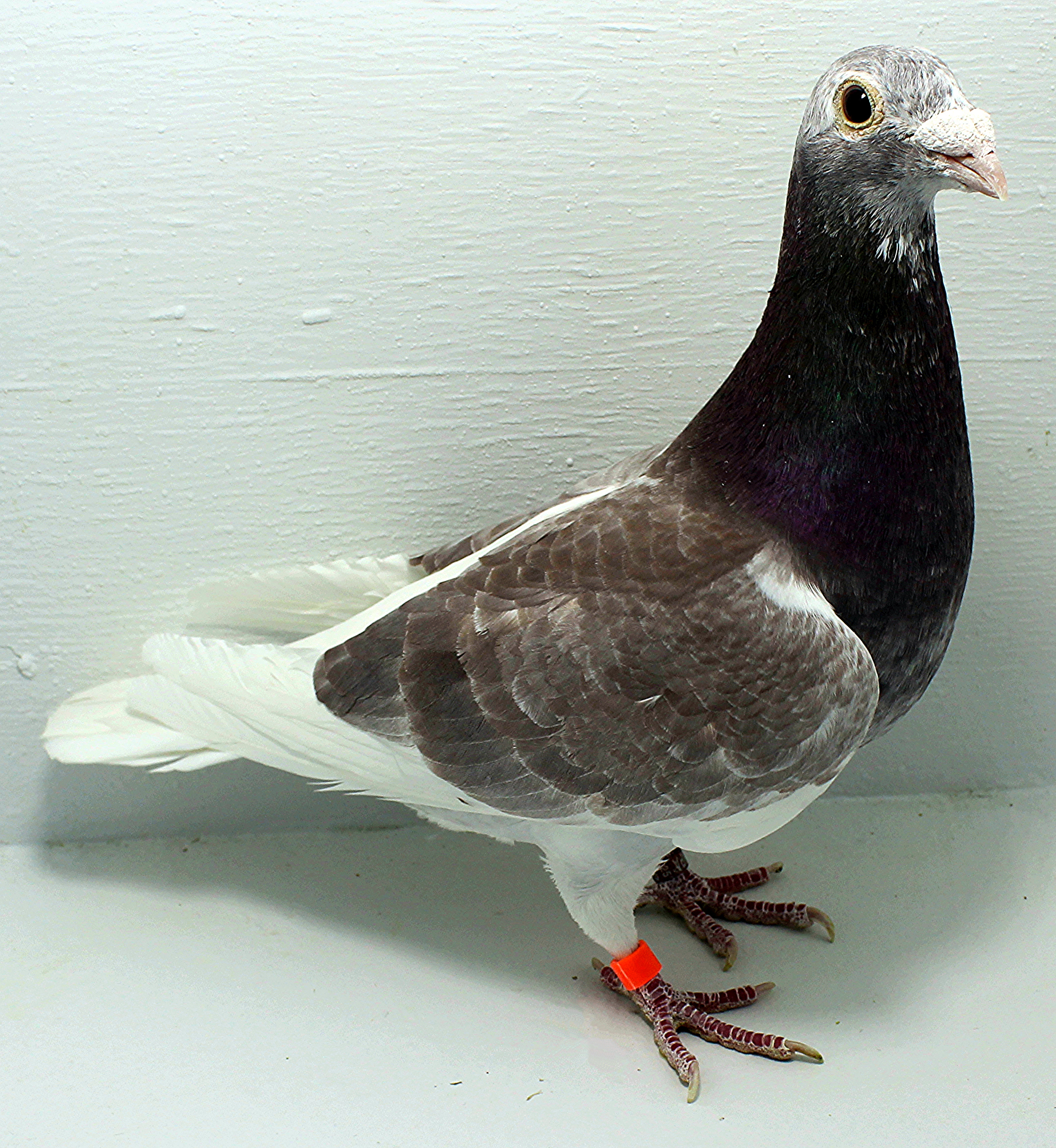 ClayHaven Farms | Racing Pigeons | Pure Paul Sions | Pure Hansennes