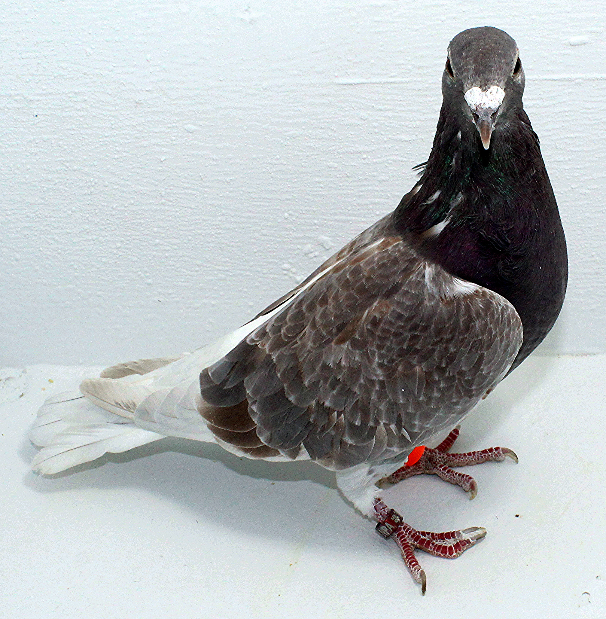 ClayHaven Farms | Racing Pigeons | Pure Paul Sions | Pure Hansennes