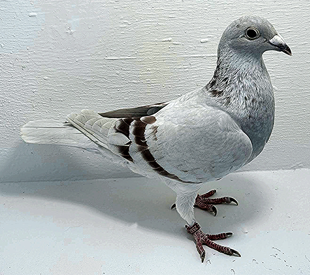 ClayHaven Farms | Racing Pigeons | Pure Paul Sions | Pure Hansennes
