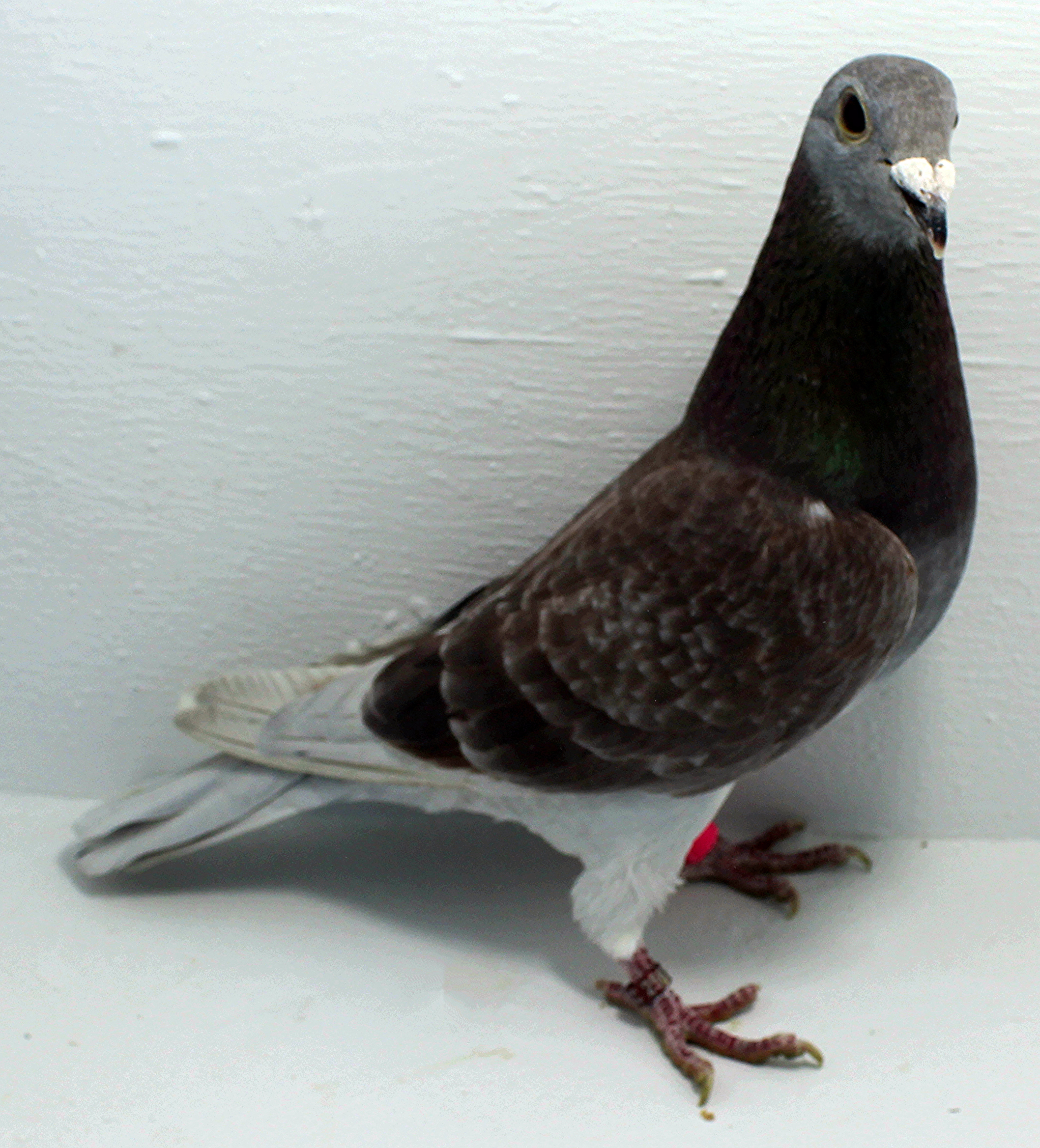 ClayHaven Farms | Racing Pigeons | Pure Paul Sions | Pure Hansennes