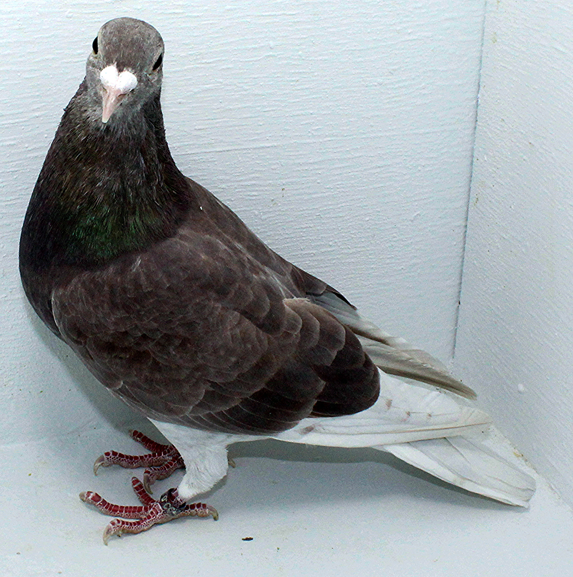 ClayHaven Farms | Racing Pigeons | Pure Paul Sions | Pure Hansennes