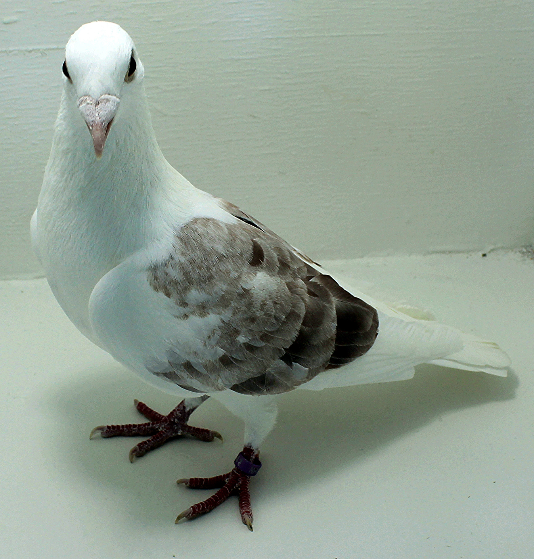 ClayHaven Farms | Racing Pigeons | Pure Paul Sions | Pure Hansennes