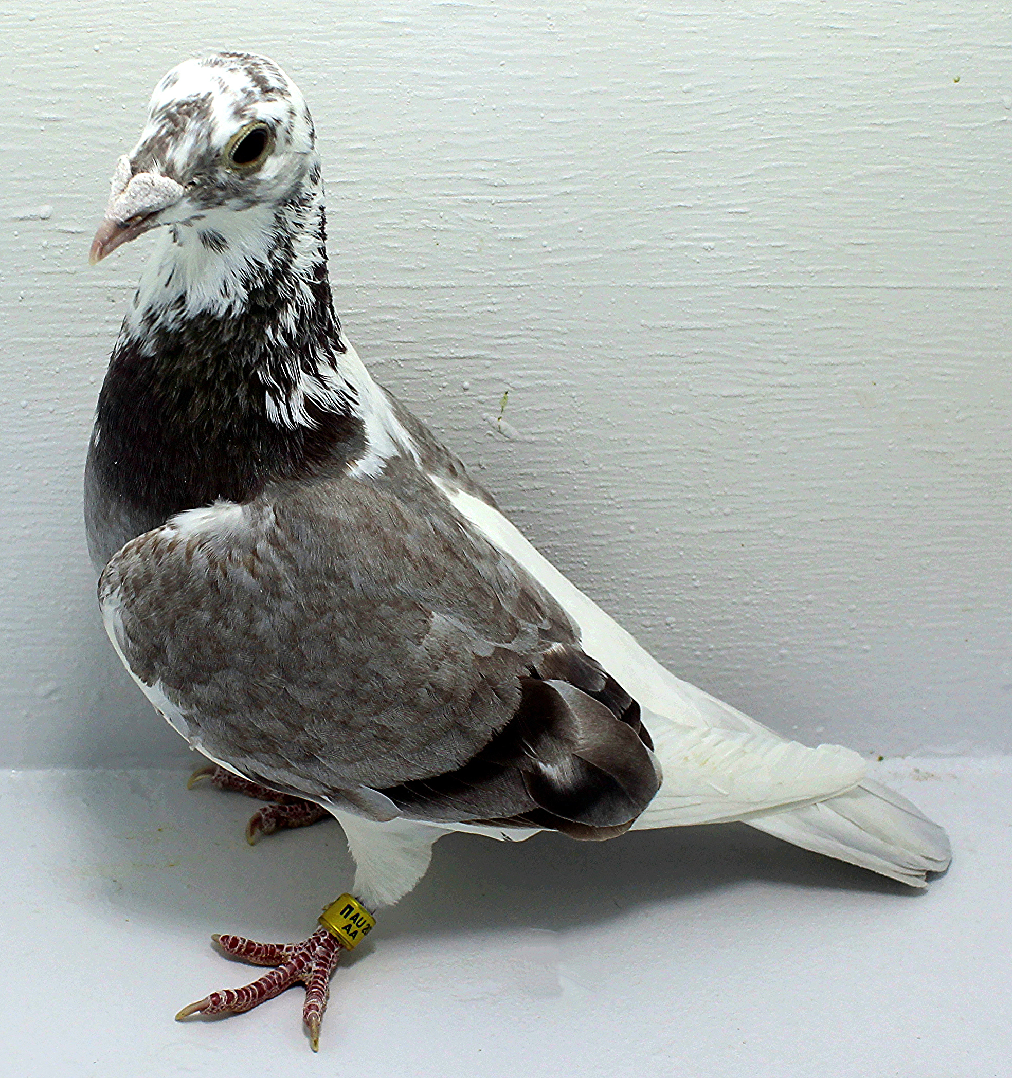 ClayHaven Farms | Racing Pigeons | Pure Paul Sions | Pure Hansennes
