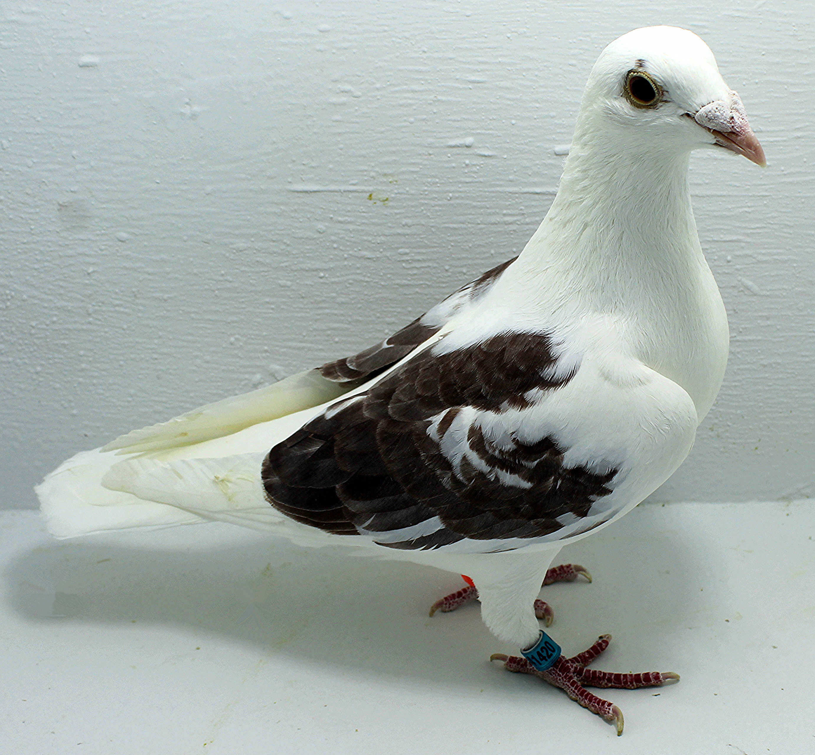 ClayHaven Farms | Racing Pigeons | Pure Paul Sions | Pure Hansennes