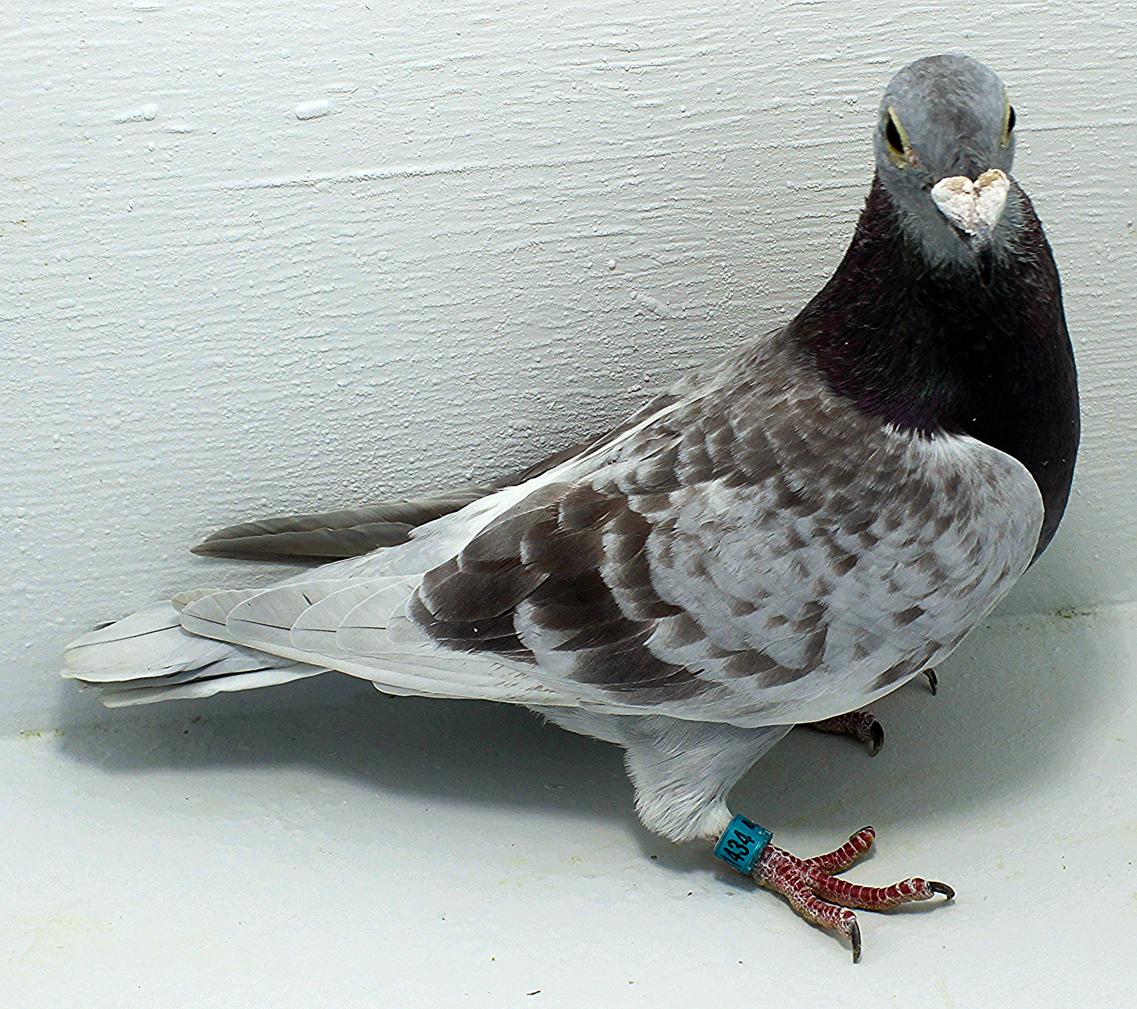 ClayHaven Farms | Racing Pigeons | Pure Paul Sions | Pure Hansennes