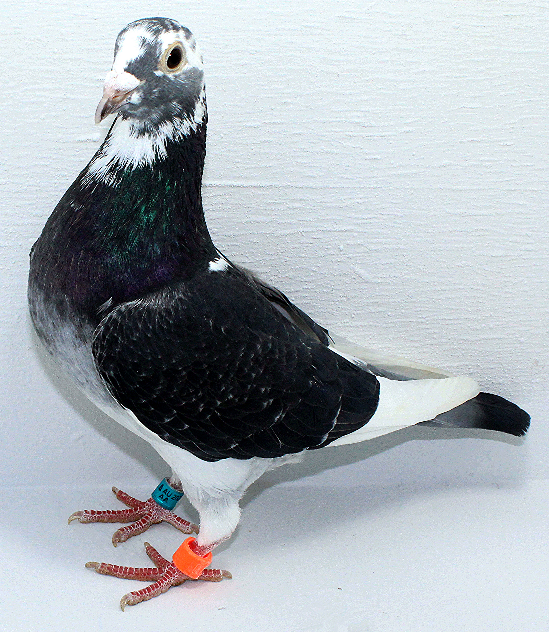 ClayHaven Farms | Racing Pigeons | Pure Paul Sions | Pure Hansennes