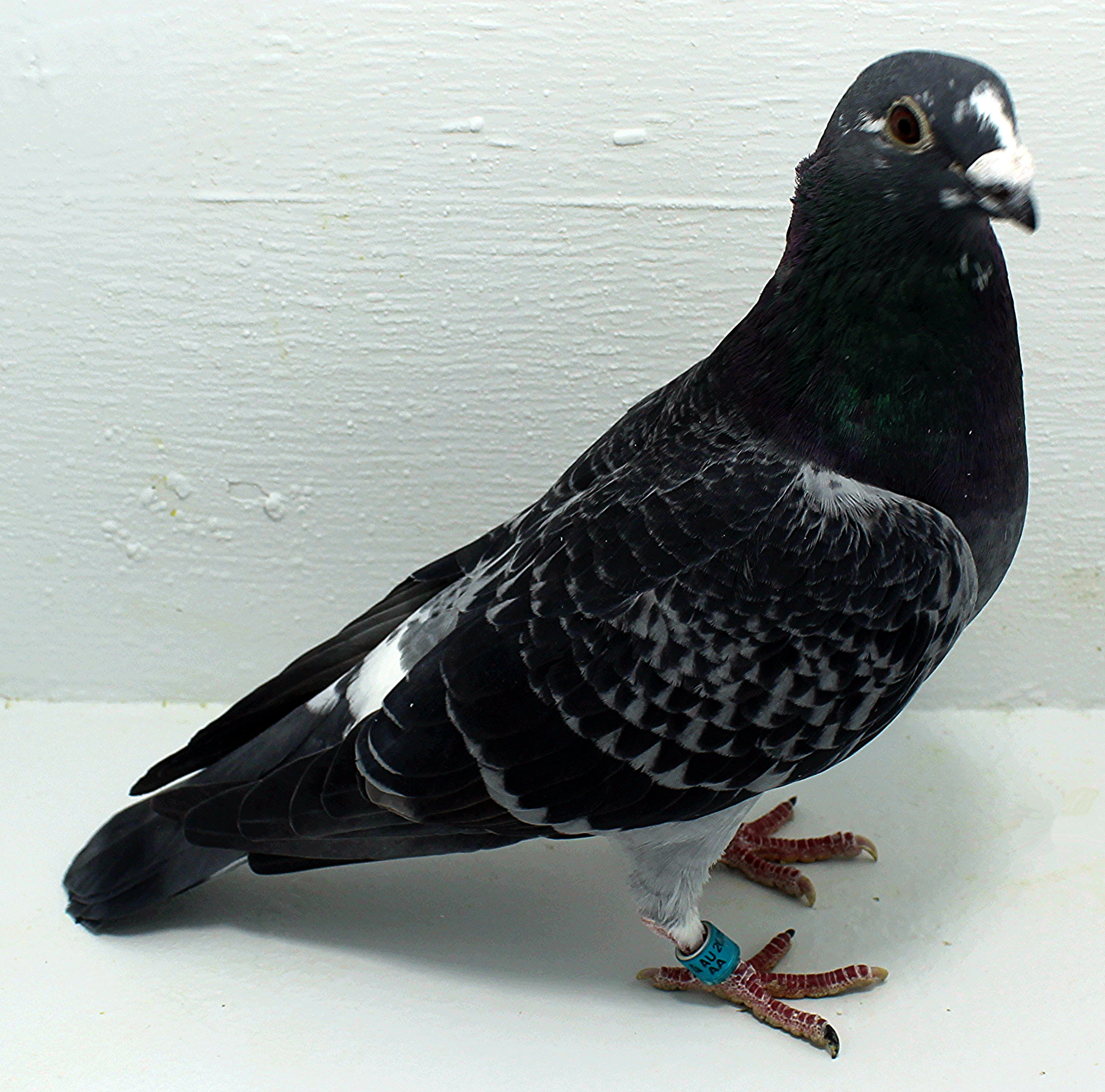 ClayHaven Farms | Racing Pigeons | Pure Paul Sions | Pure Hansennes