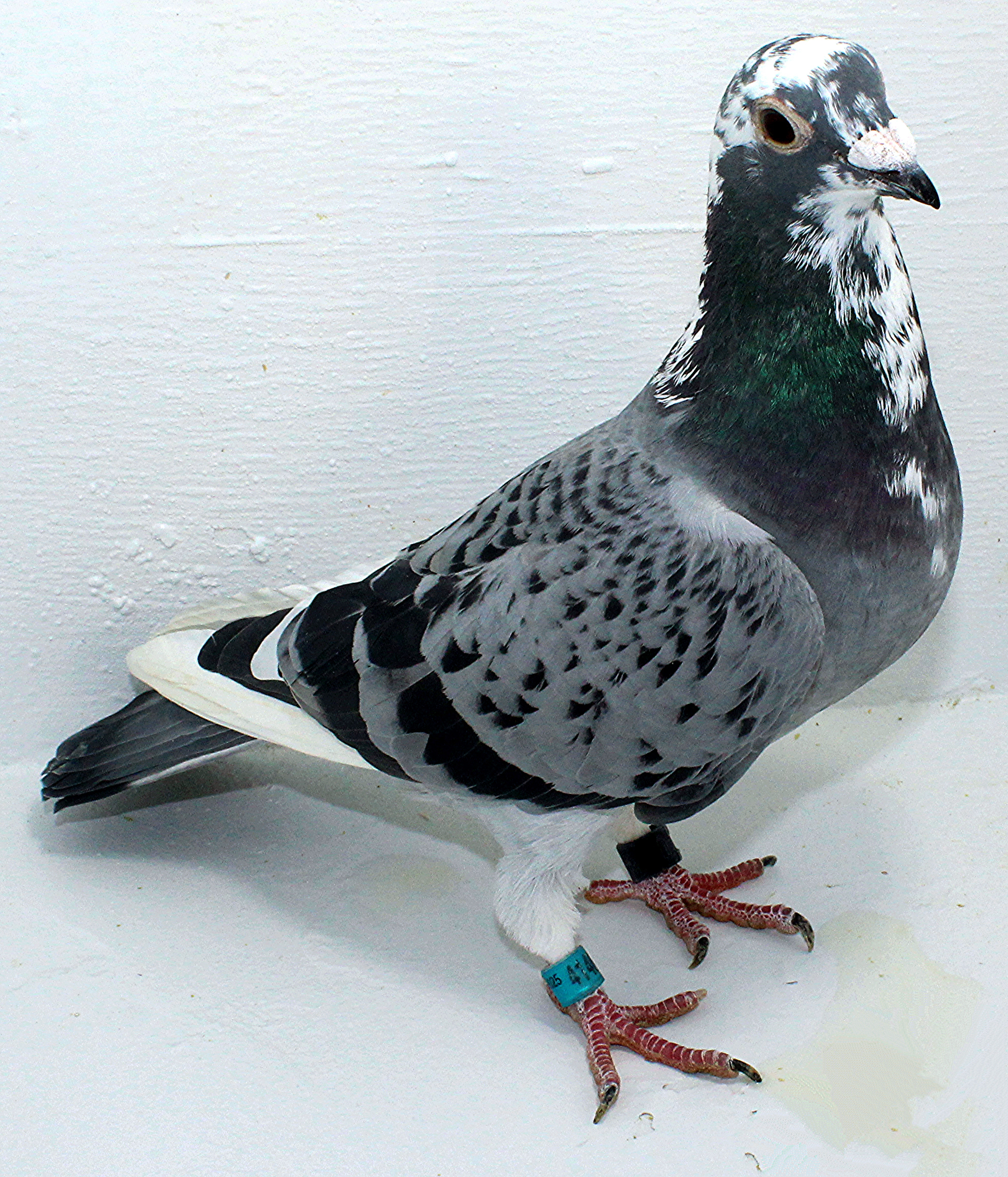 ClayHaven Farms | Racing Pigeons | Pure Paul Sions | Pure Hansennes