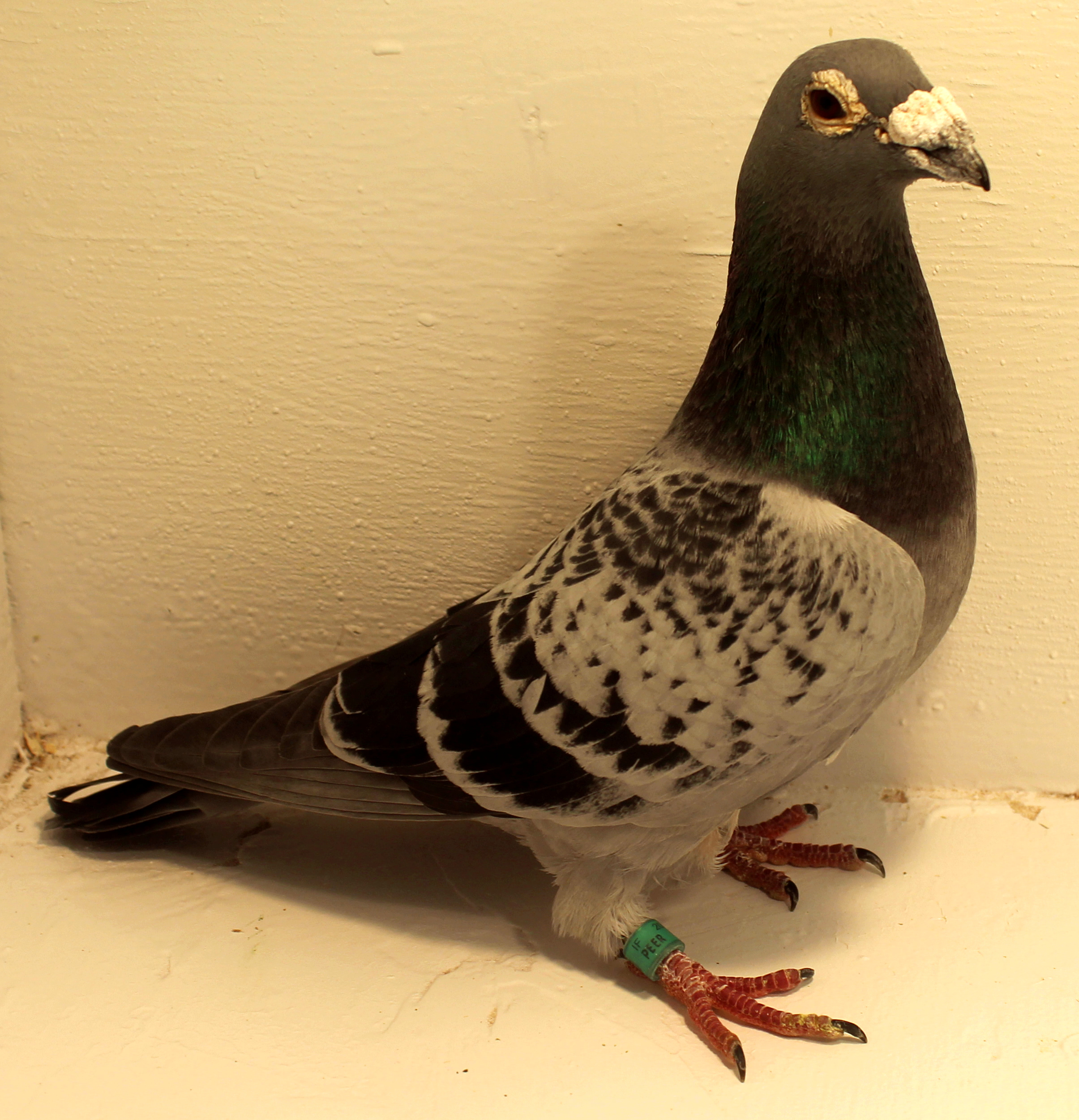ClayHaven Farms | Racing Pigeons | Pure Paul Sions | Pure Hansennes