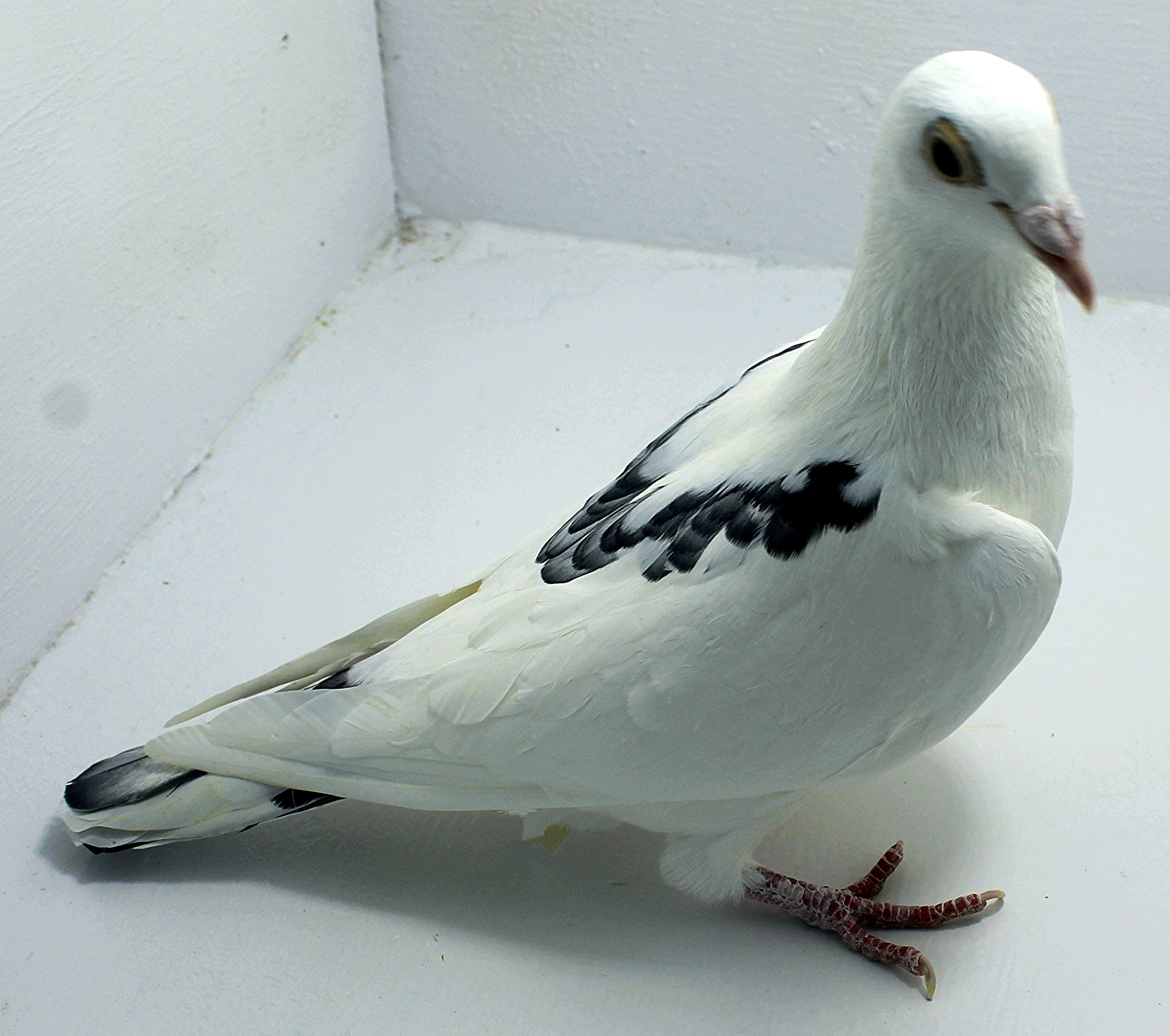 ClayHaven Farms | Racing Pigeons | Pure Paul Sions | Pure Hansennes