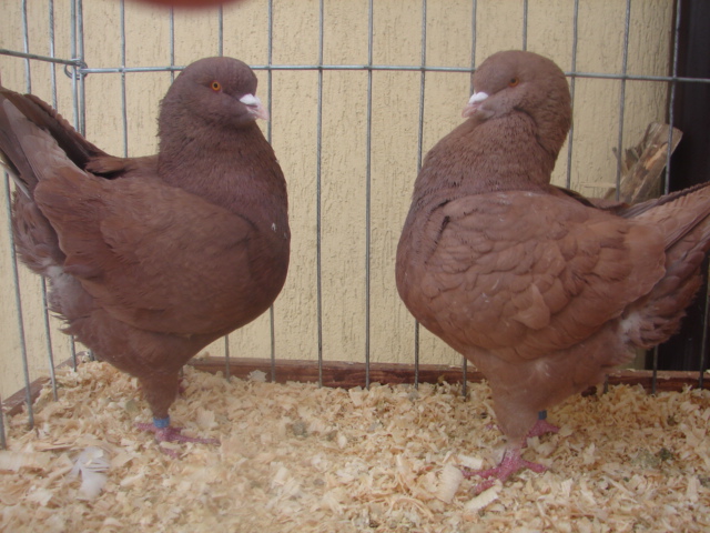 ClayHaven Farms | Racing Pigeons | Pure Paul Sions | Pure Hansennes