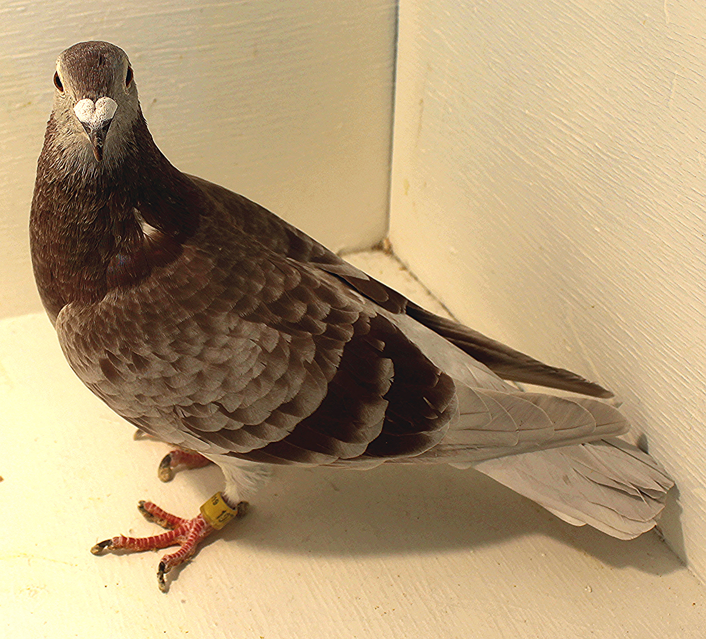 ClayHaven Farms | Racing Pigeons | Pure Paul Sions | Pure Hansennes