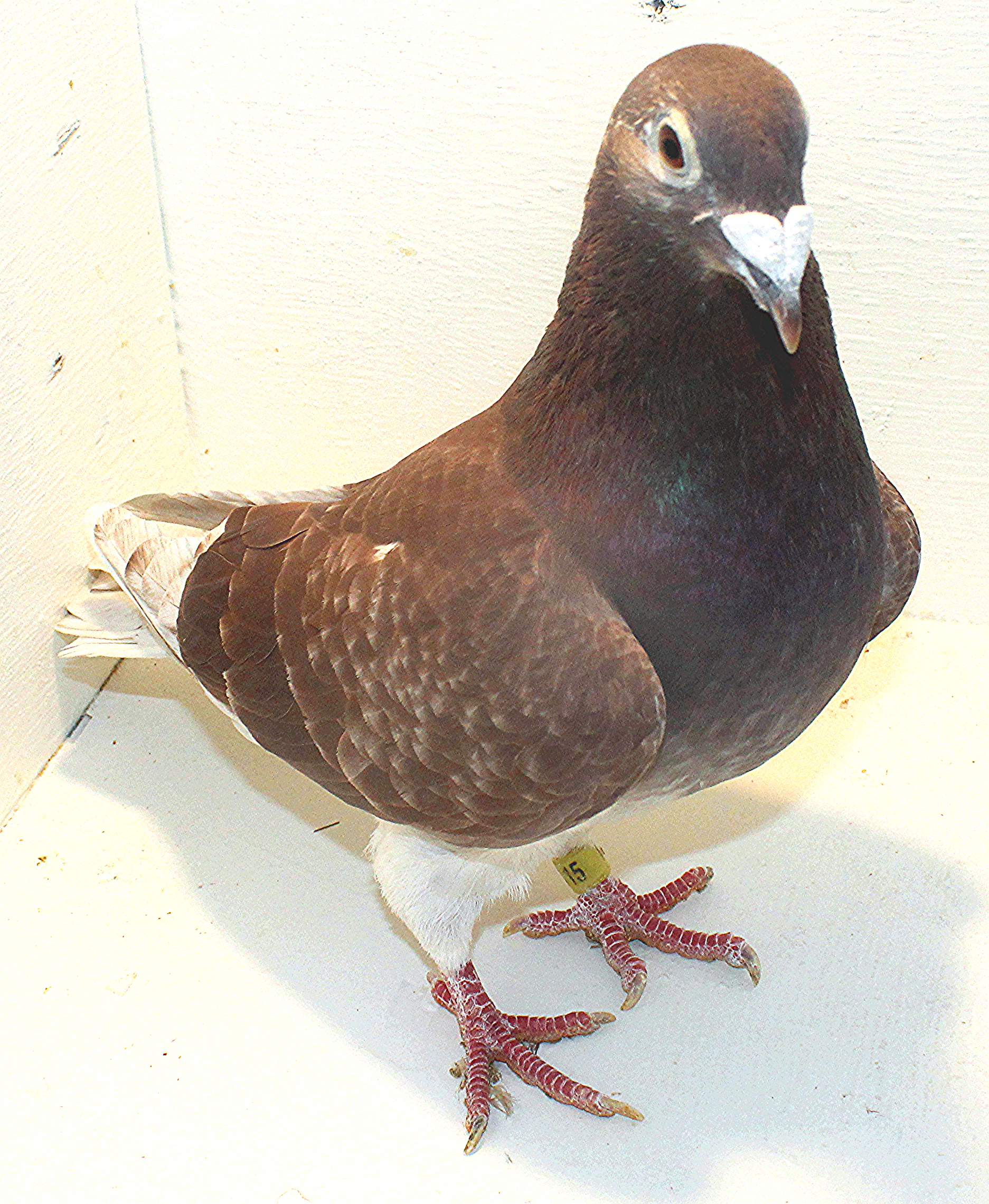 ClayHaven Farms | Racing Pigeons | Pure Paul Sions | Pure Hansennes