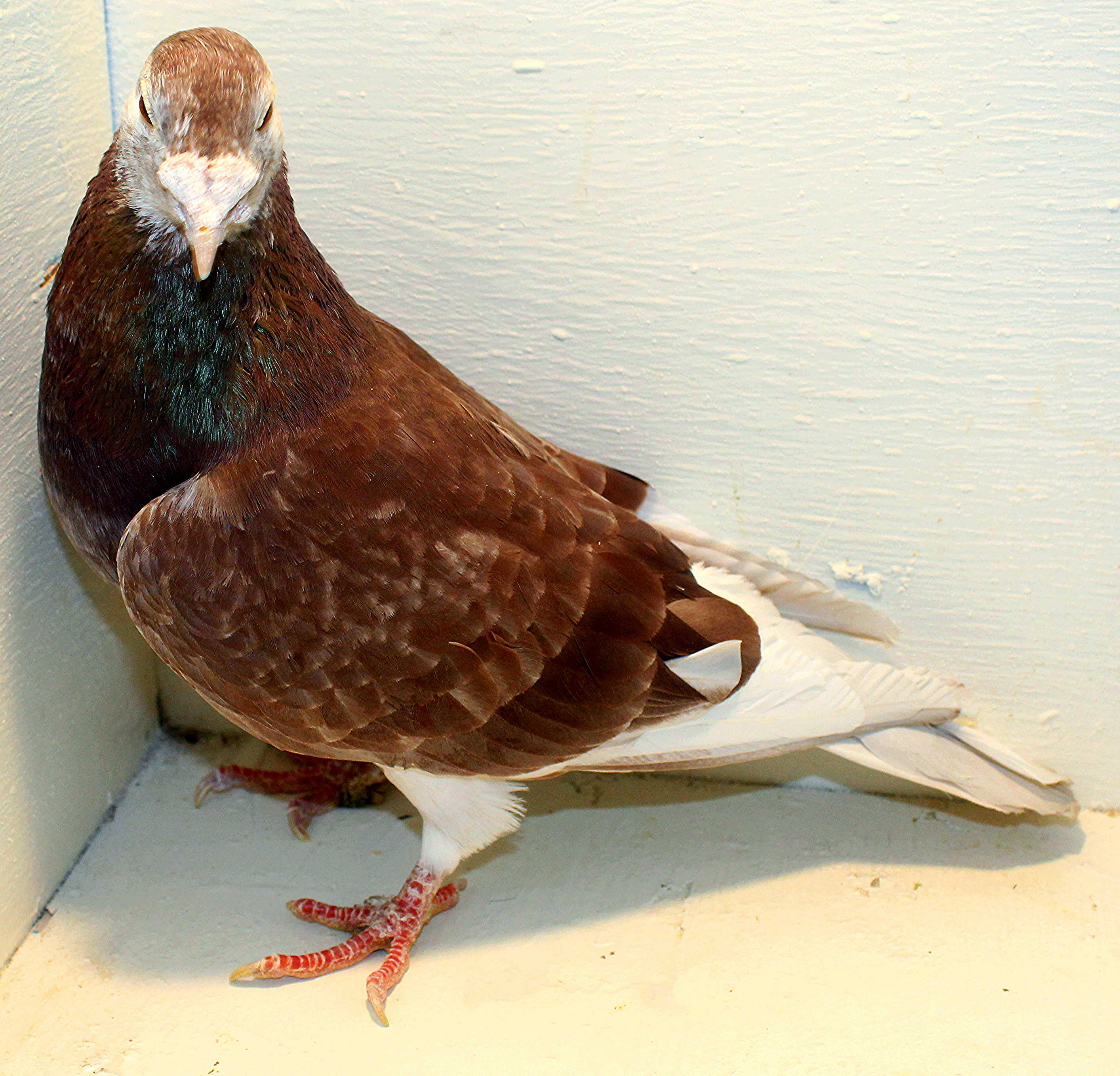 ClayHaven Farms | Racing Pigeons | Pure Paul Sions | Pure Hansennes
