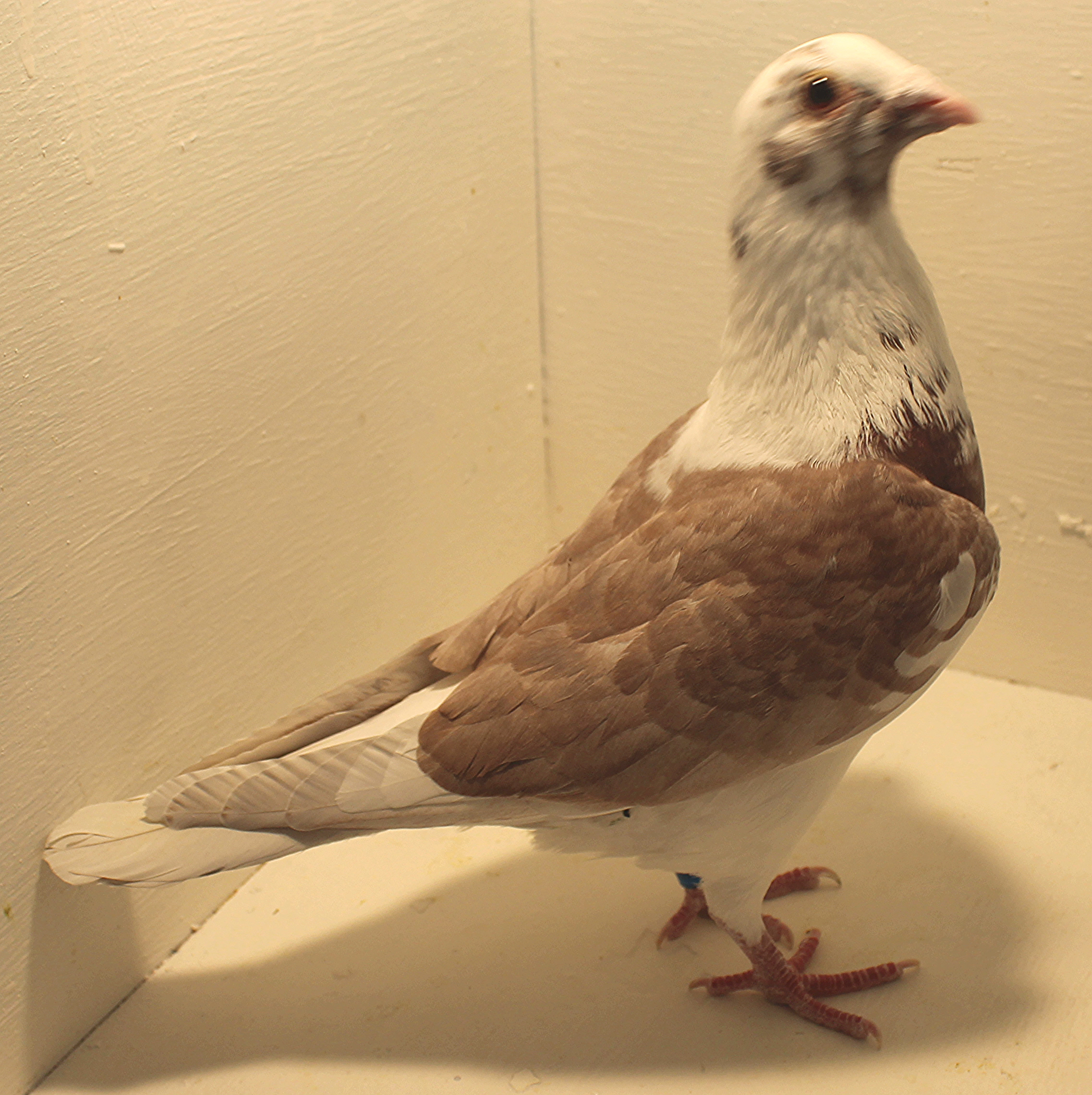 ClayHaven Farms | Racing Pigeons | Pure Paul Sions | Pure Hansennes