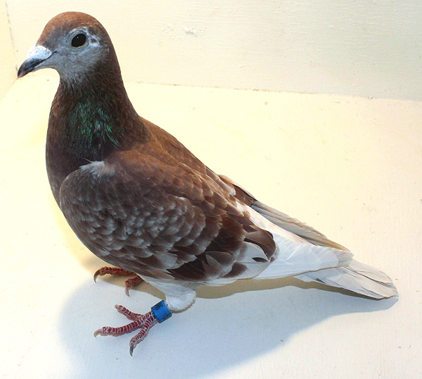 Pure Paul Sion | ClayHaven Farms | Racing Pigeons | Pure Paul Sions ...