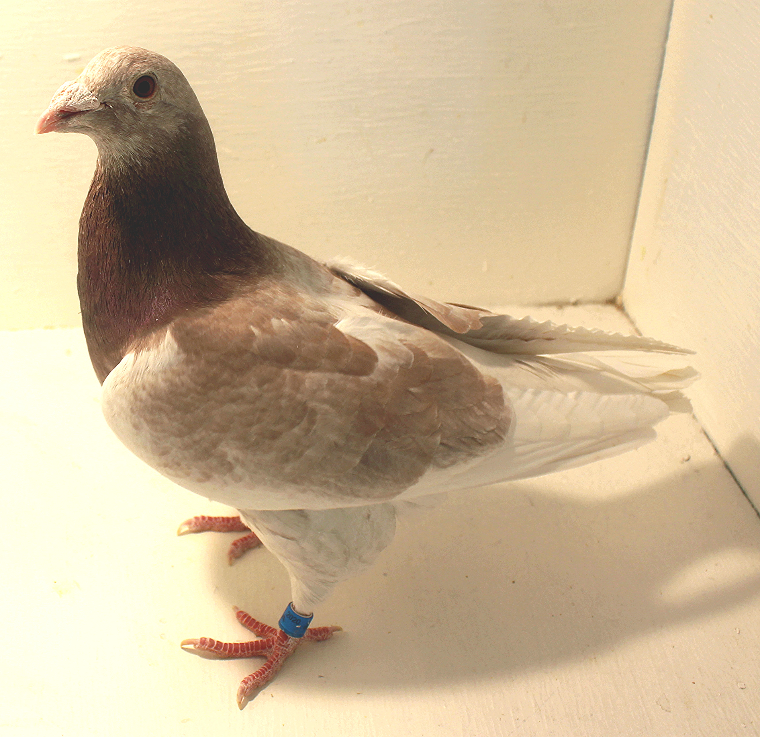 ClayHaven Farms | Racing Pigeons | Pure Paul Sions | Pure Hansennes