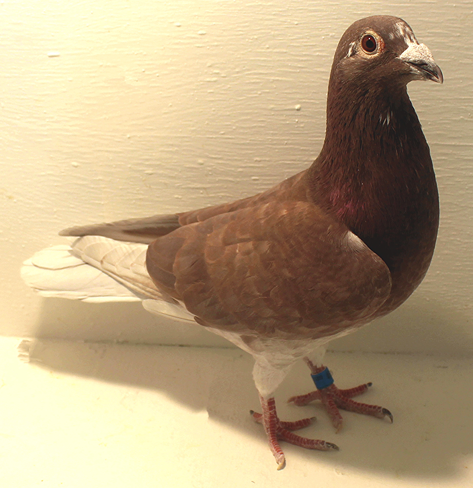 ClayHaven Farms | Racing Pigeons | Pure Paul Sions | Pure Hansennes
