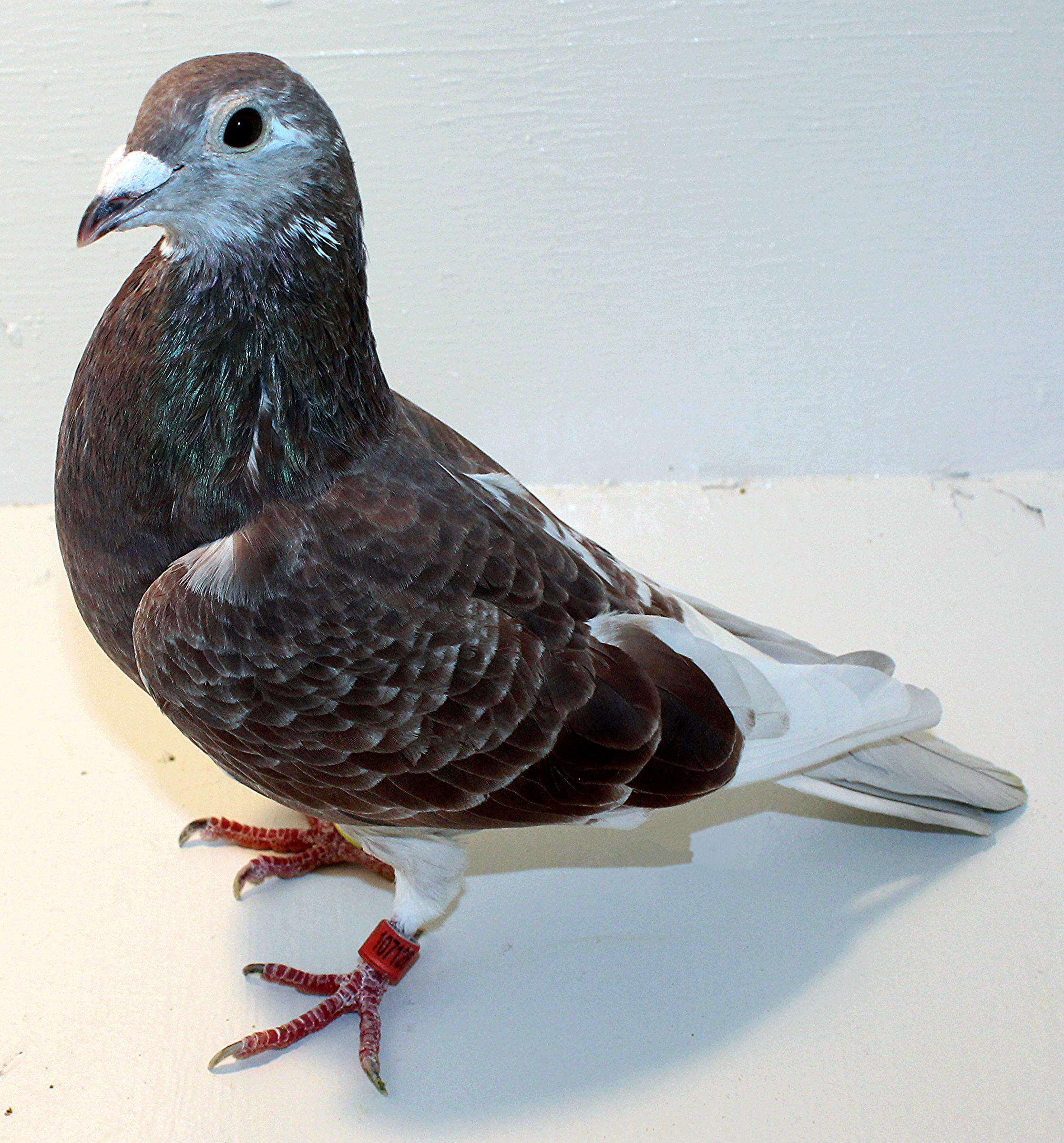 ClayHaven Farms | Racing Pigeons | Pure Paul Sions | Pure Hansennes