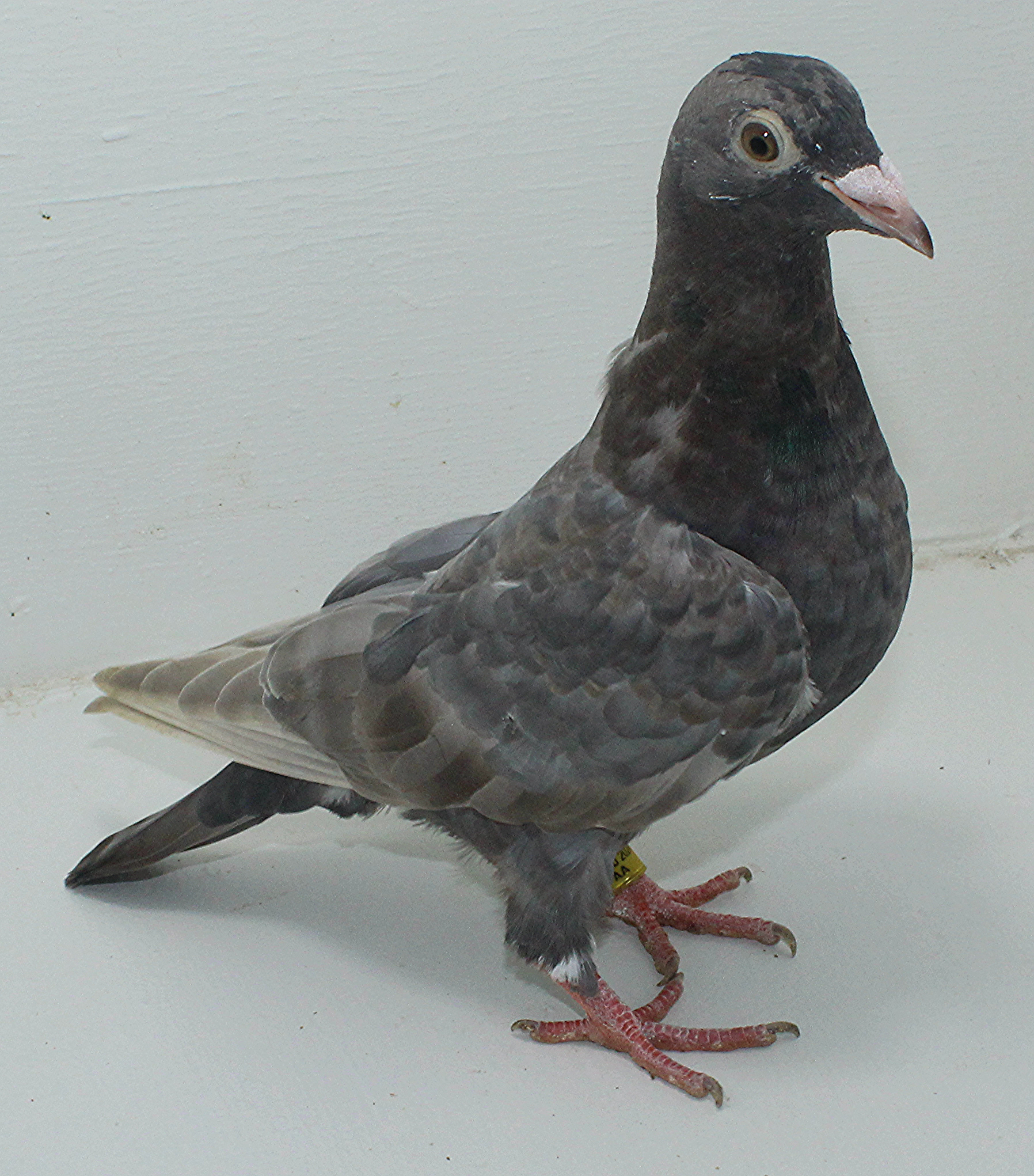 Pigeon Gallery | ClayHaven Farms | Racing Pigeons | Pure Paul Sions ...