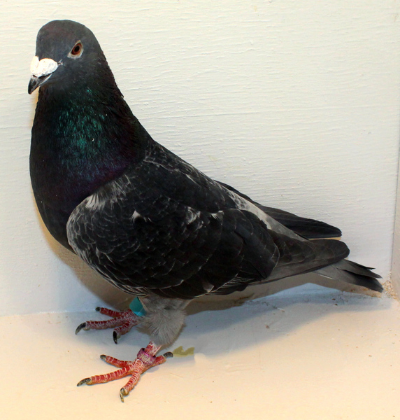 Pigeons For Sale | ClayHaven Farms | Racing Pigeons | Pure Paul Sions ...