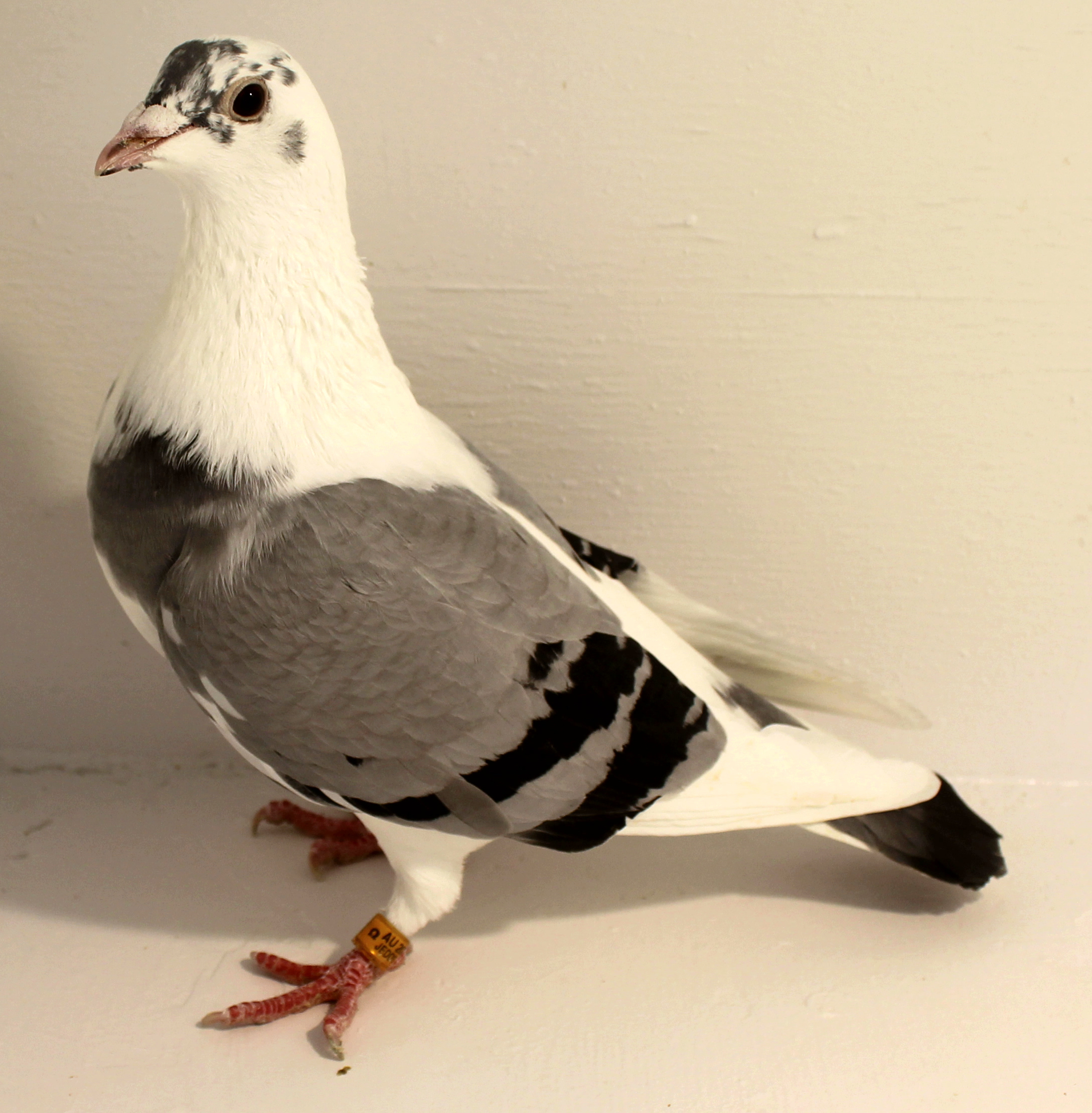 Pigeon Gallery | ClayHaven Farms | Racing Pigeons | Pure Paul Sions ...