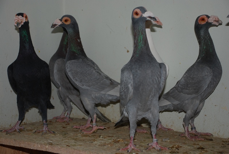 ClayHaven Farms | Racing Pigeons | Pure Paul Sions | Pure Hansennes