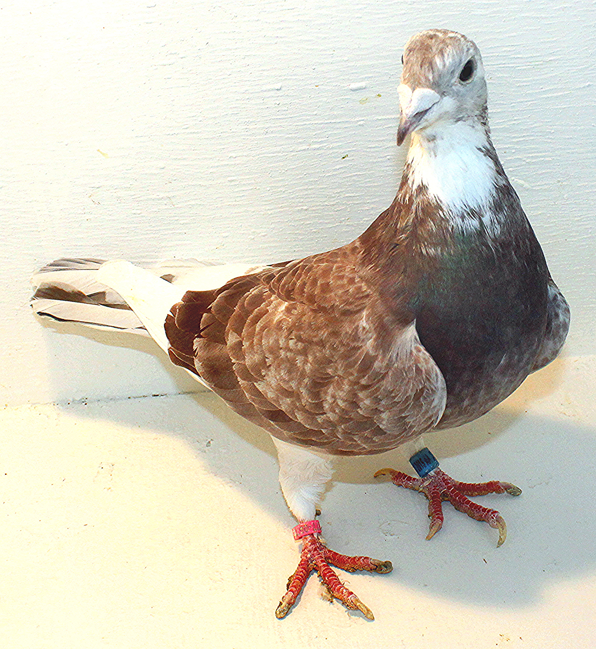 ClayHaven Farms | Racing Pigeons | Pure Paul Sions | Pure Hansennes