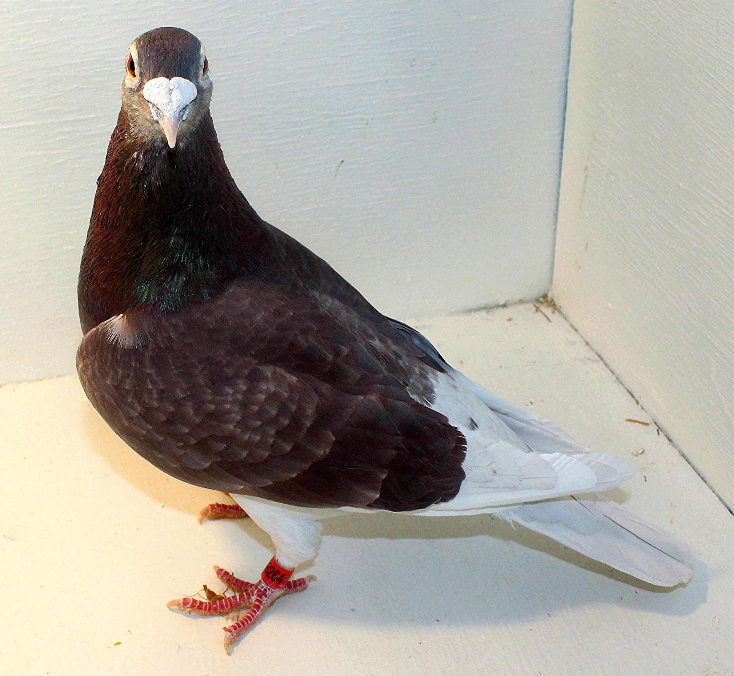 ClayHaven Farms | Racing Pigeons | Pure Paul Sions | Pure Hansennes